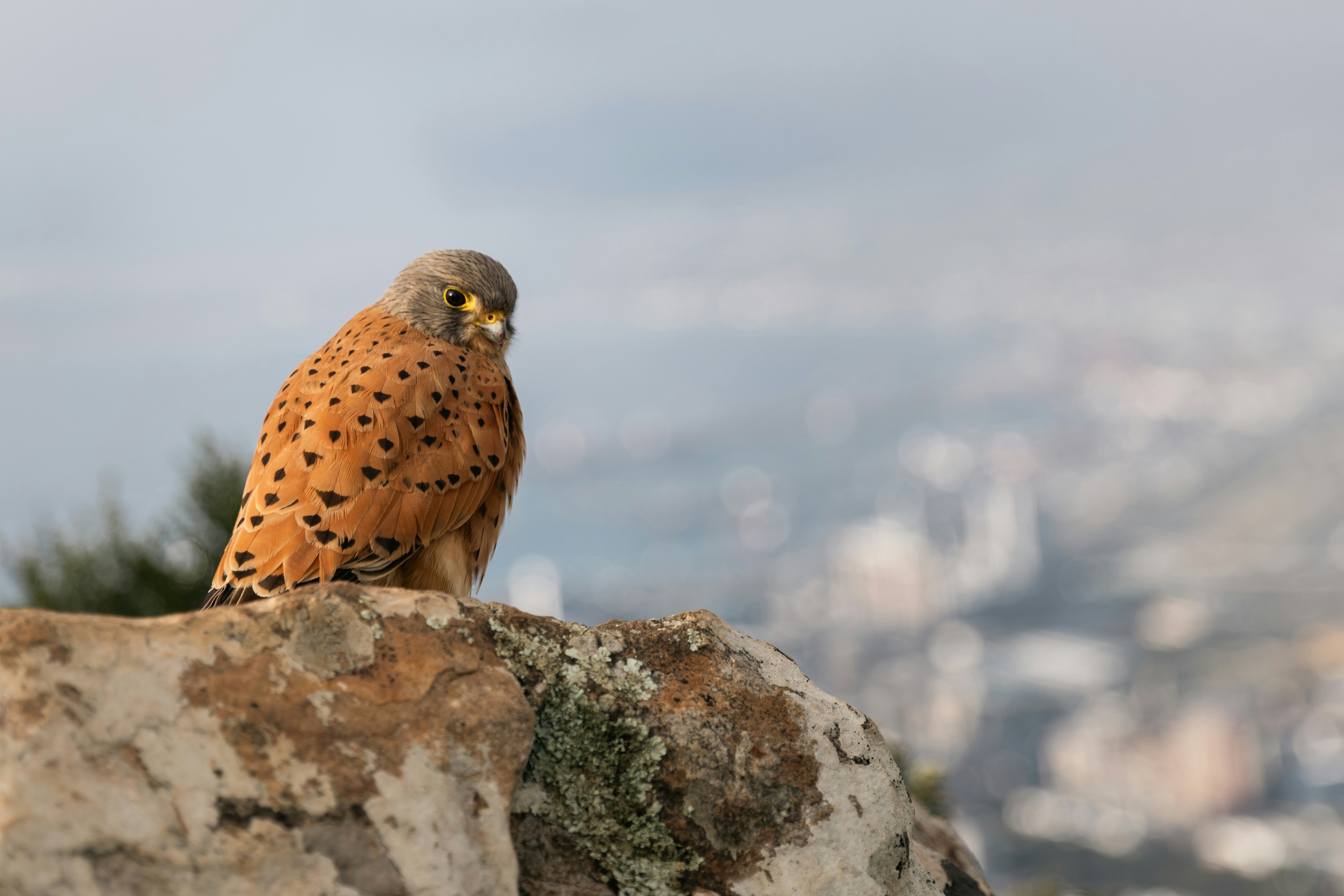 A Rock Kestrel on the top of Lion's Head in Cape Town. | A kestrel perched on a rocky outcrop overlooking a city.