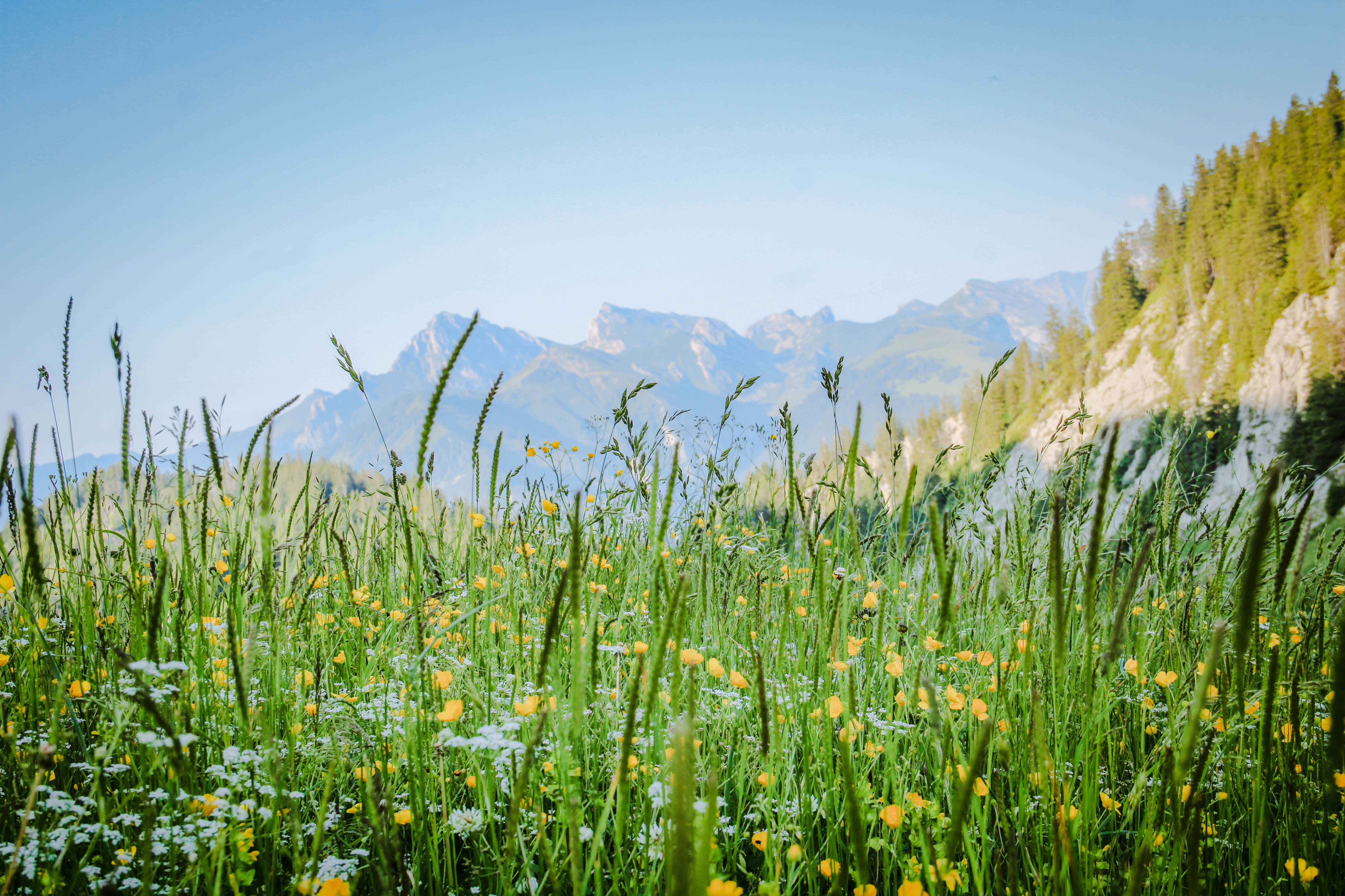 Fields in the French Alps. | Grassy meadow with wildflowers and distant mountains