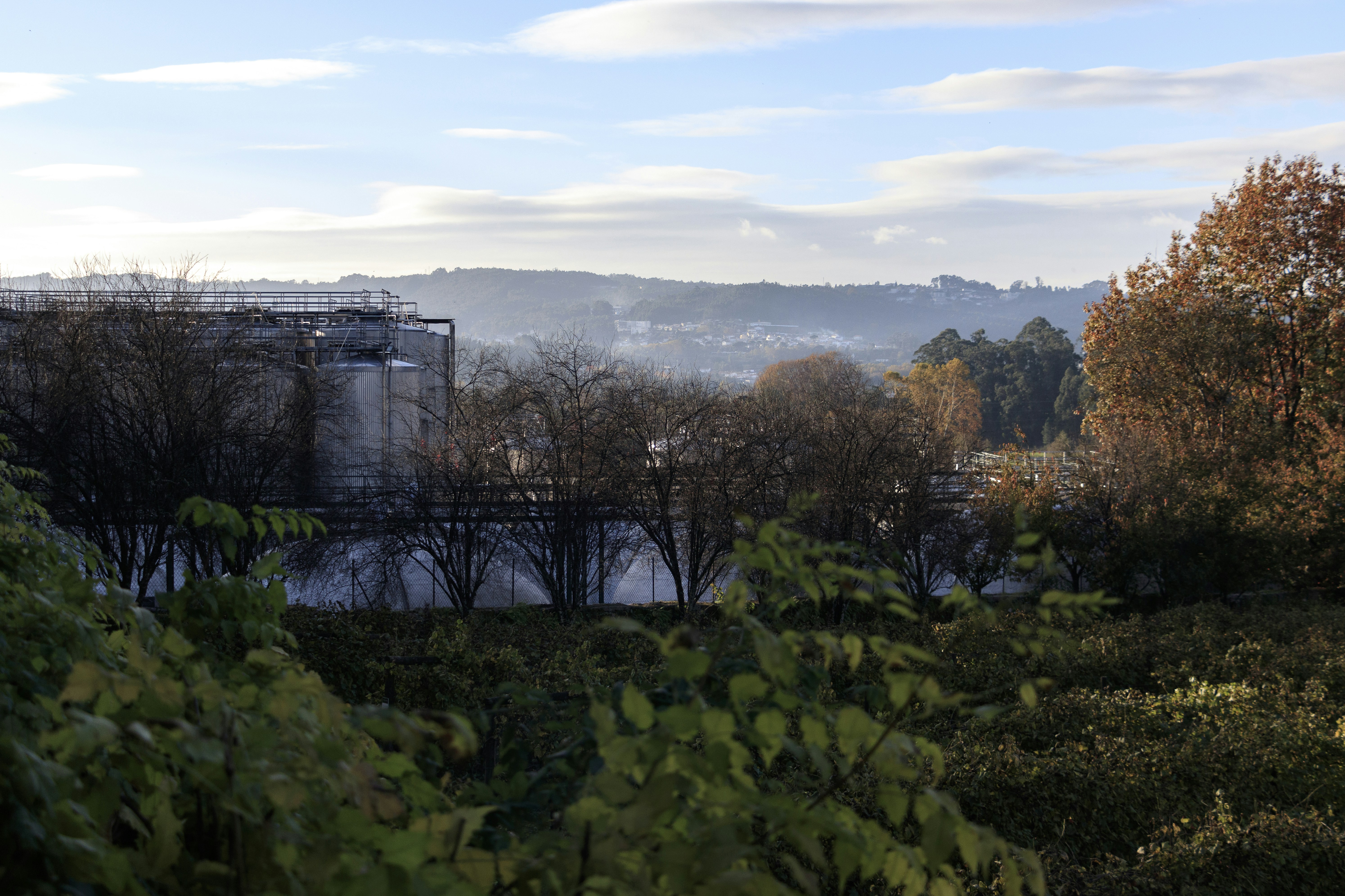 Whispers of Autumn: A Landscape in Transition
