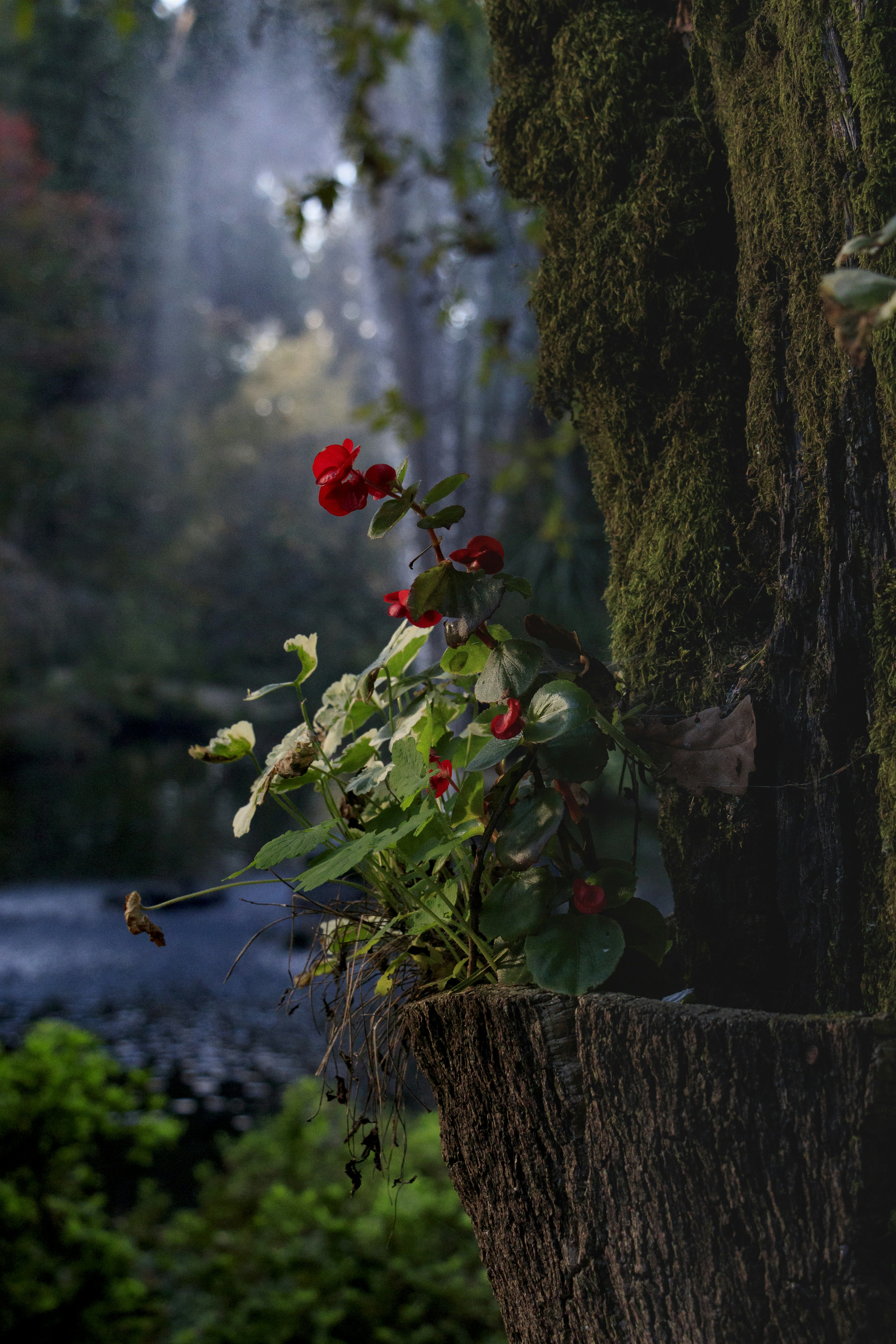 Whispers of Nature: Flora Embracing the Ancient Bark