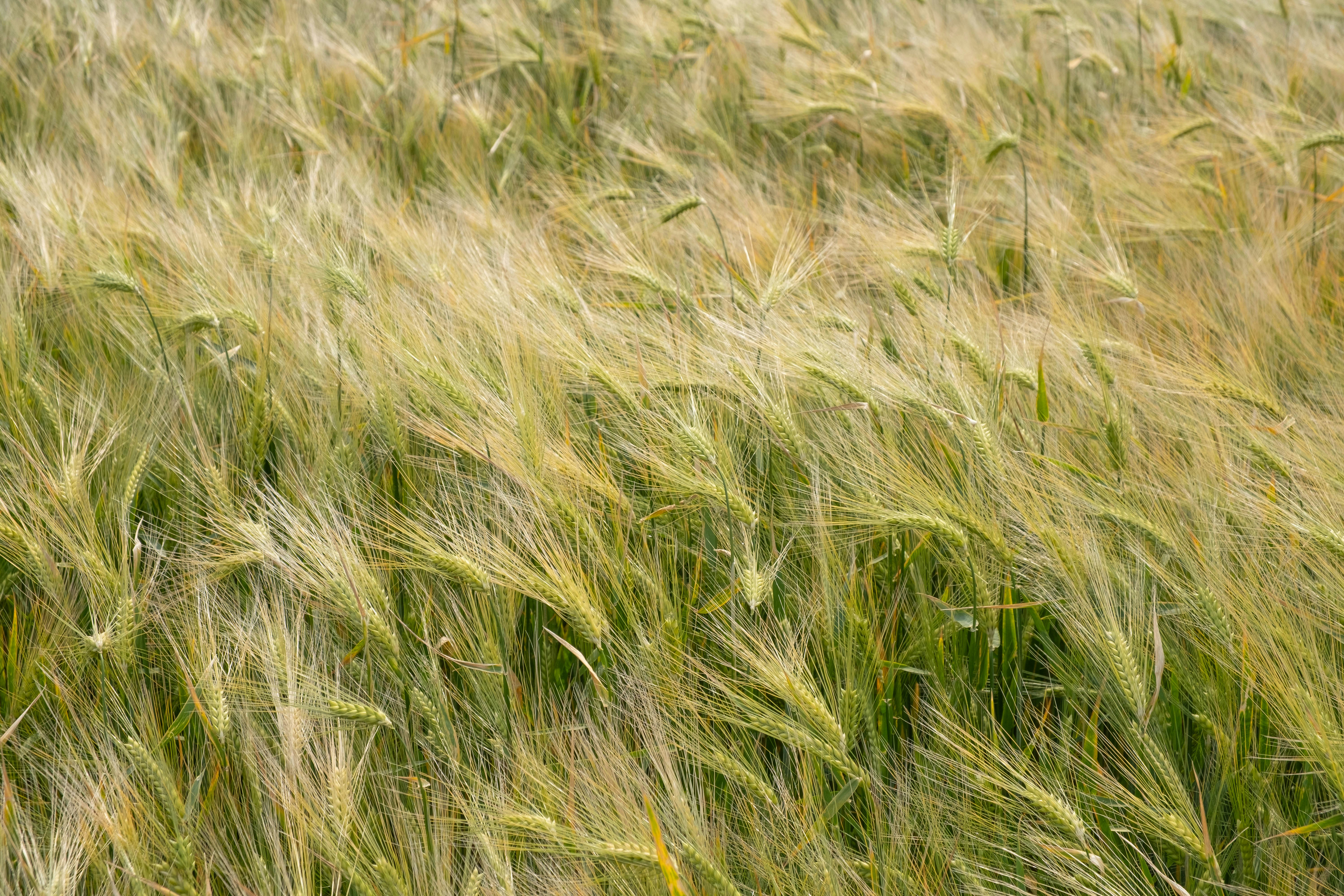 Waves of golden barley sway gently in the breeze, capturing the essence of a serene rural landscape.