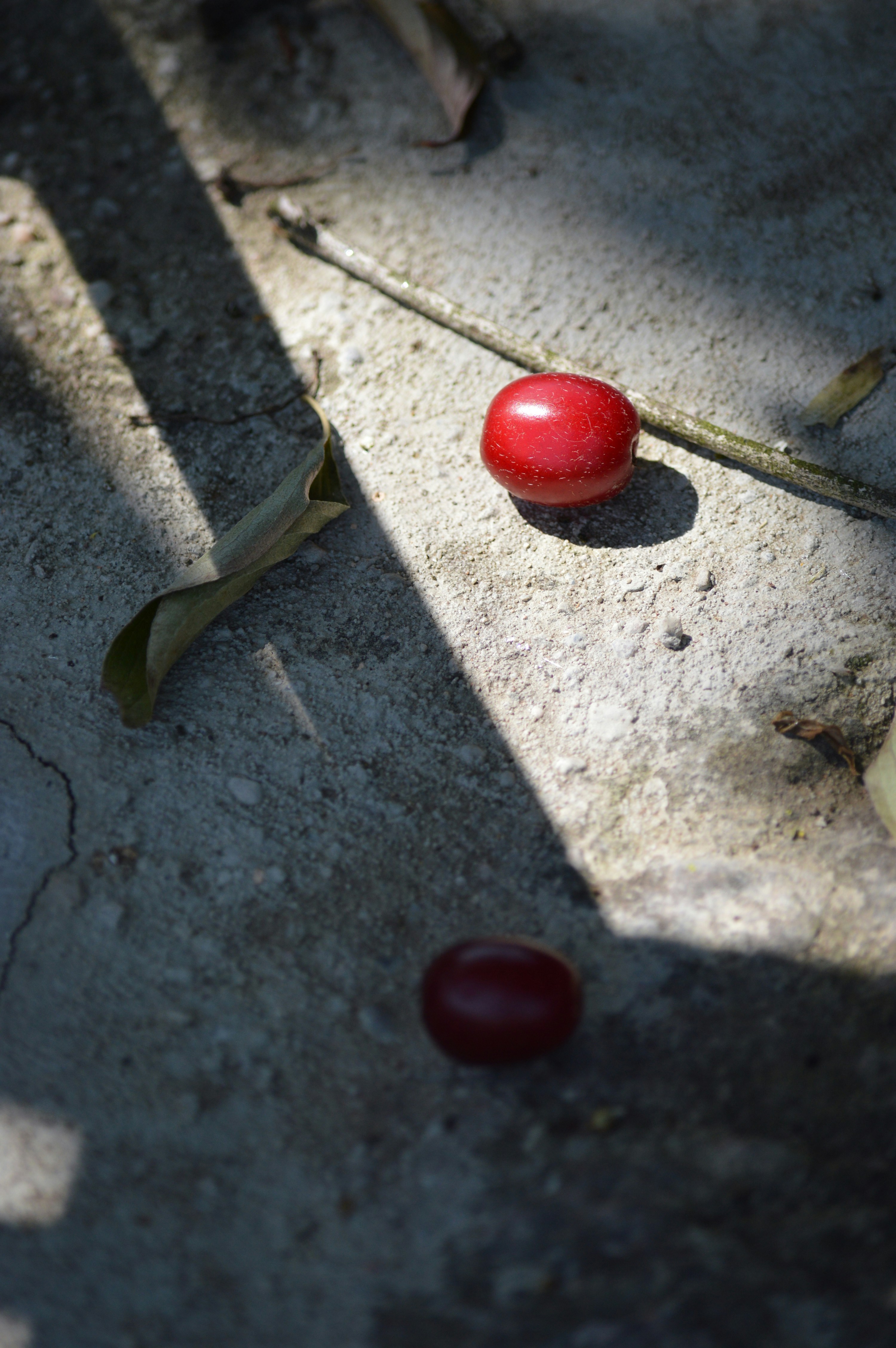 Nature's Little Gems: A Dance of Light and Shadow