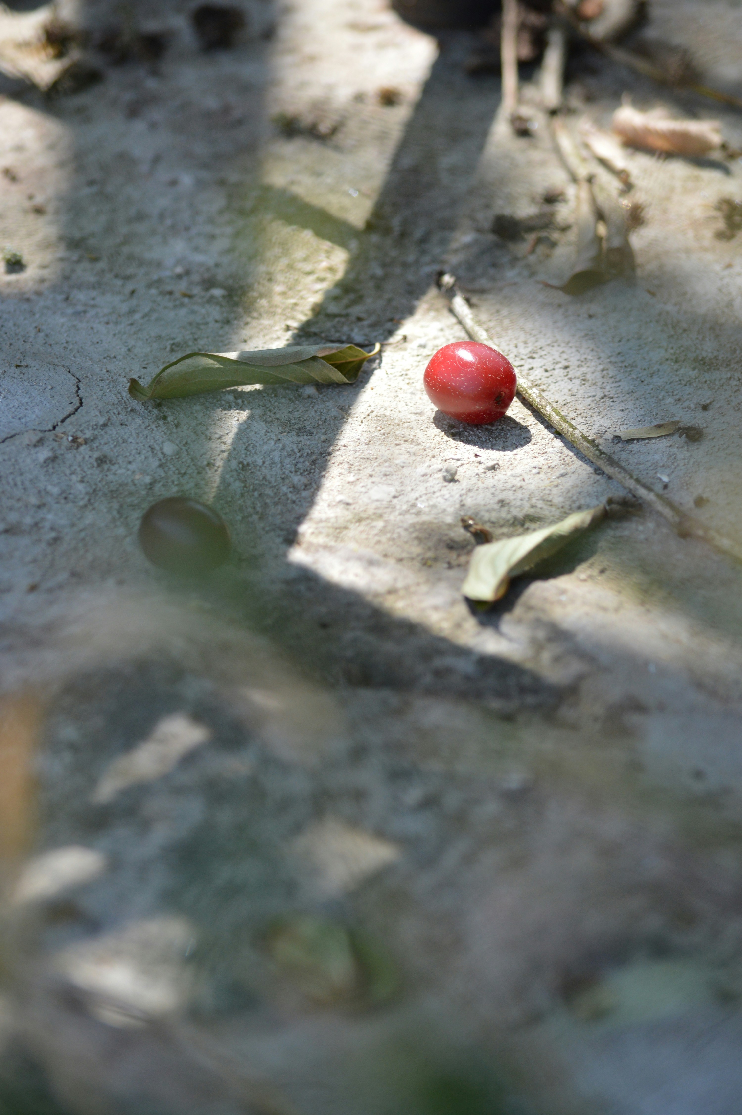 A Singular Berry Amidst Nature's Canvas