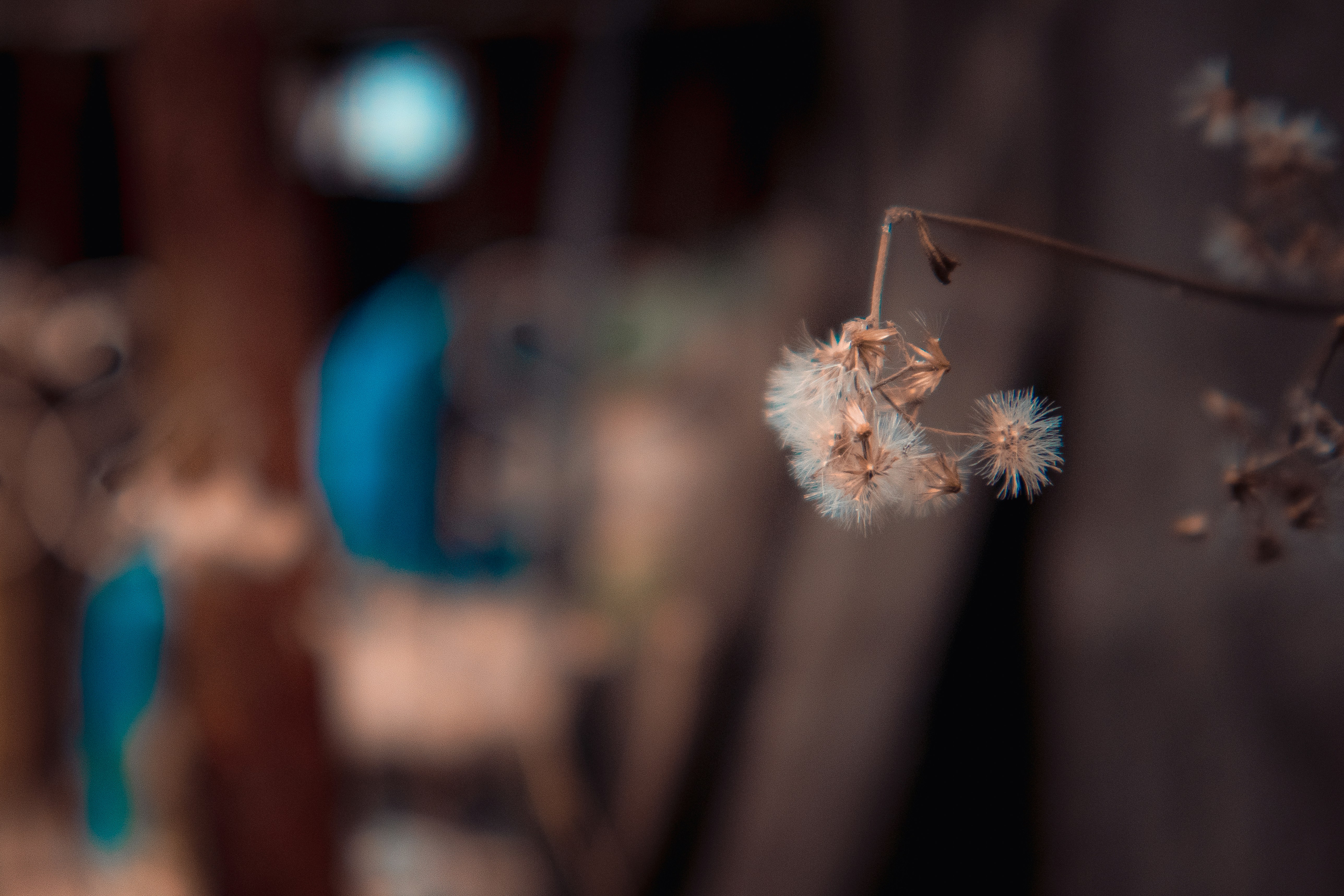 Delicate white seed heads on a branch.