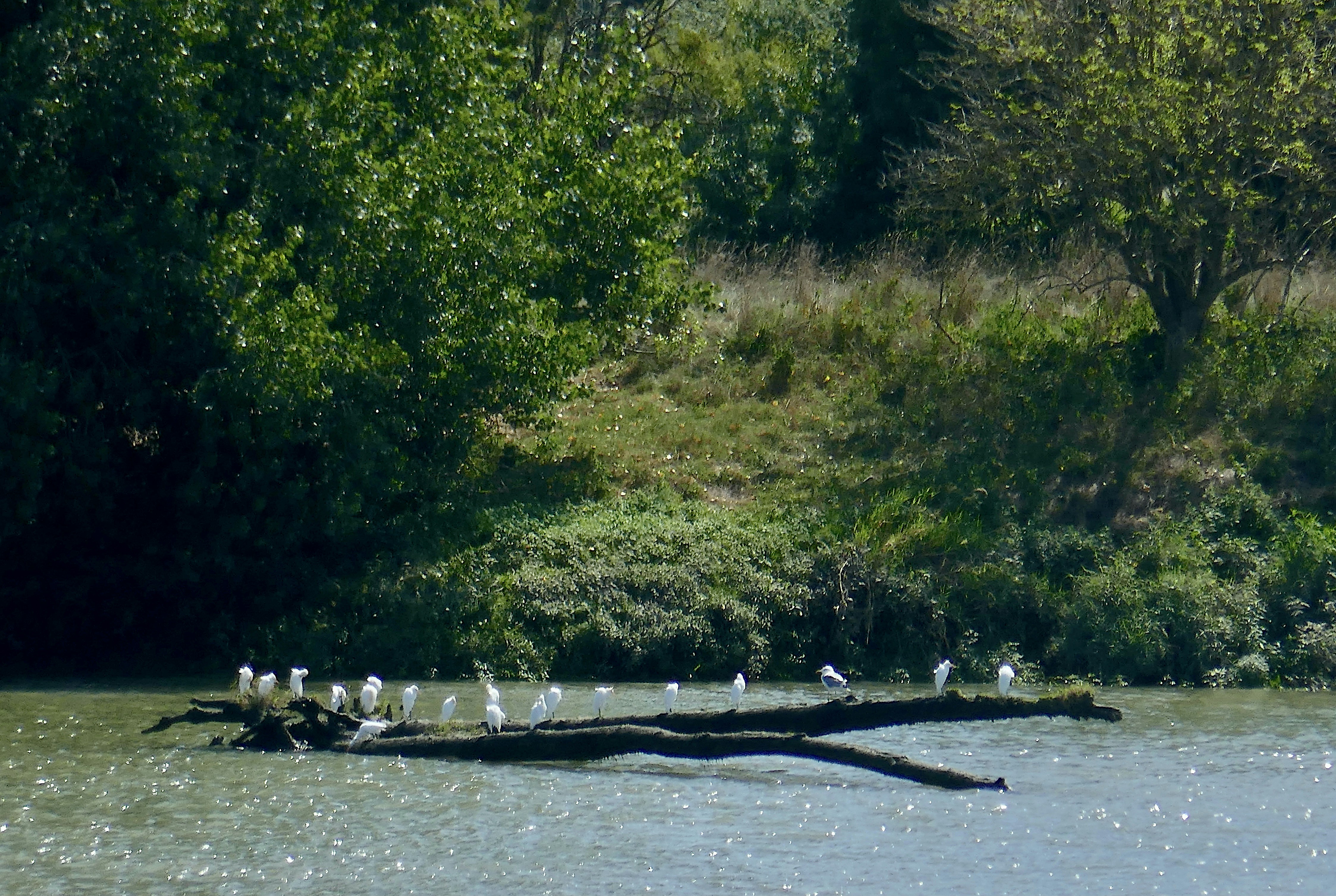Harmony in Nature: A Gathering of Waterbirds