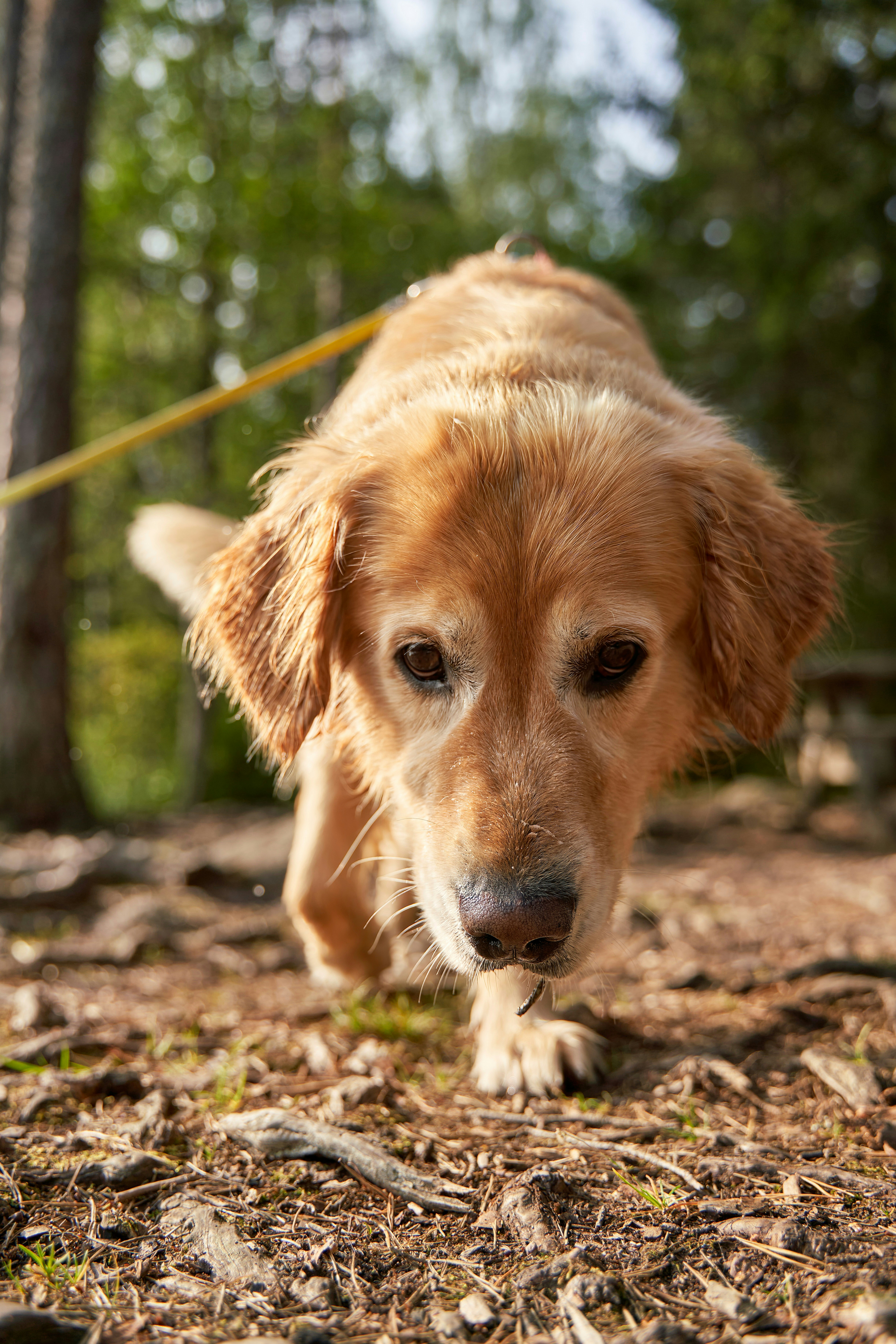 Golden retriever walks in the forest towards the photographer, low angle shot, brown ground, green background | Golden retriever walking on a forest path
