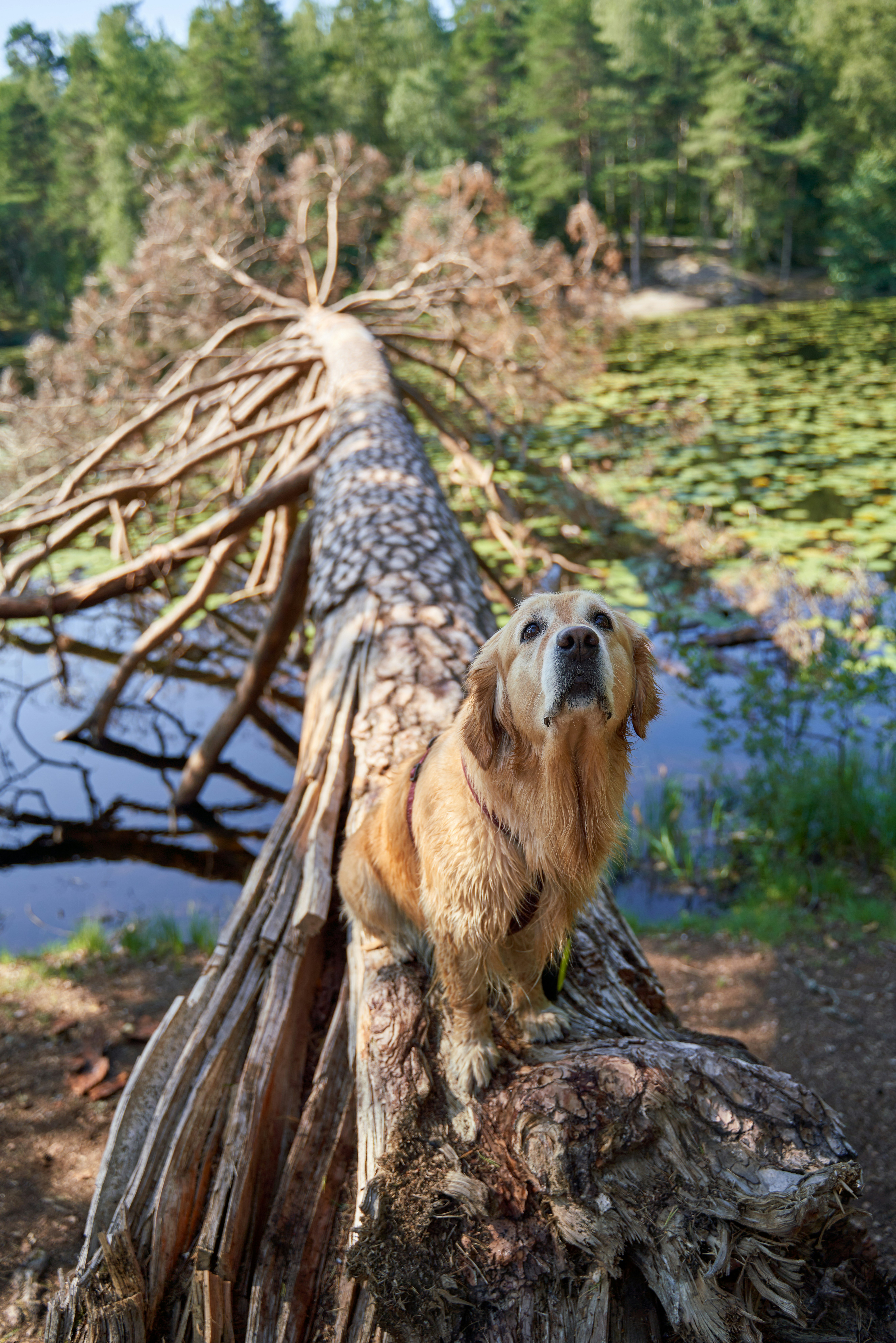 Female golden retriever is standing on a pine log which has fallen into a lake | Golden retriever sits on a fallen tree by a lake