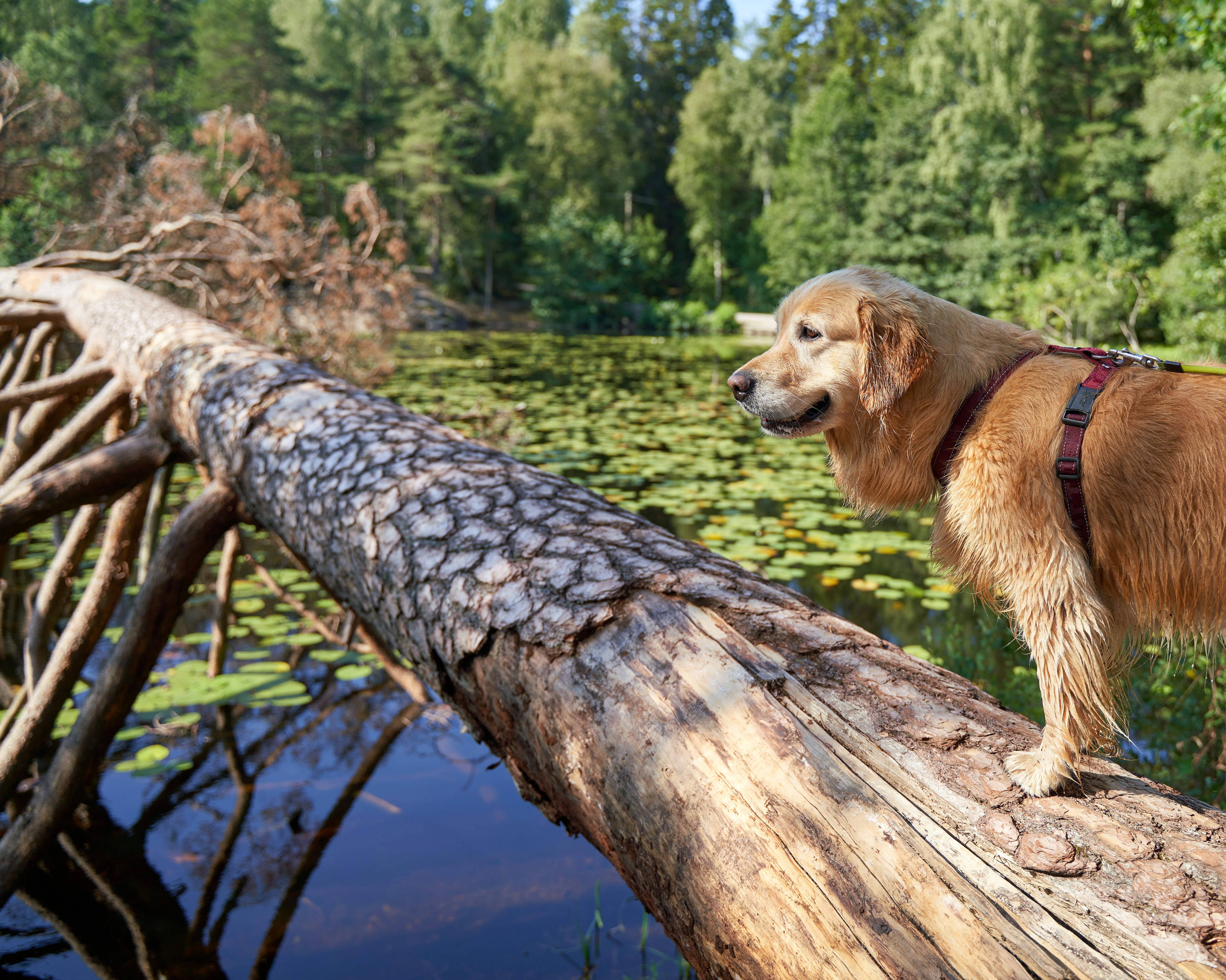 Female golden retriever is standing on a pine log which has fallen into a lake | Golden retriever walks on fallen tree over water