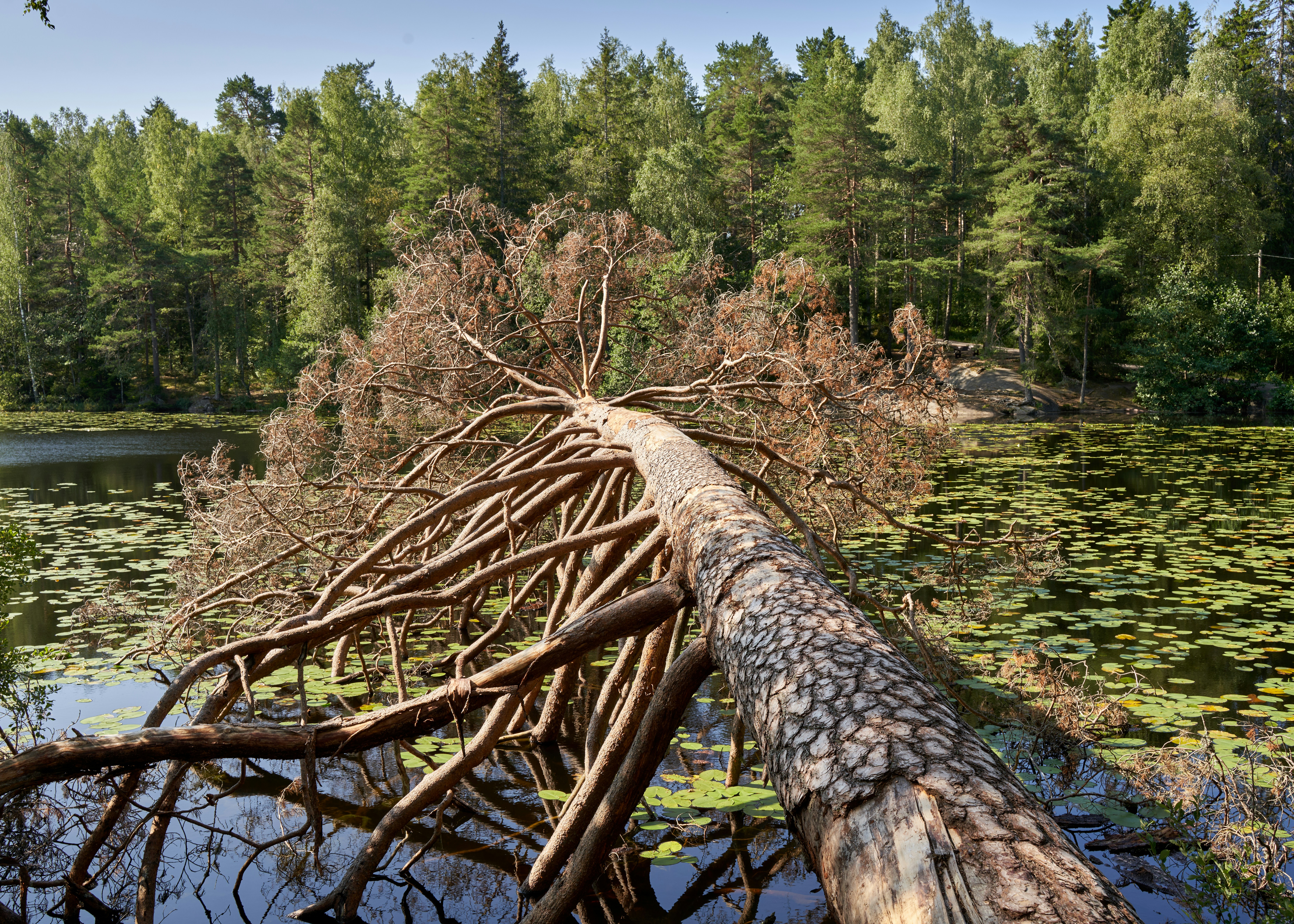 Nature's Reclining Giant