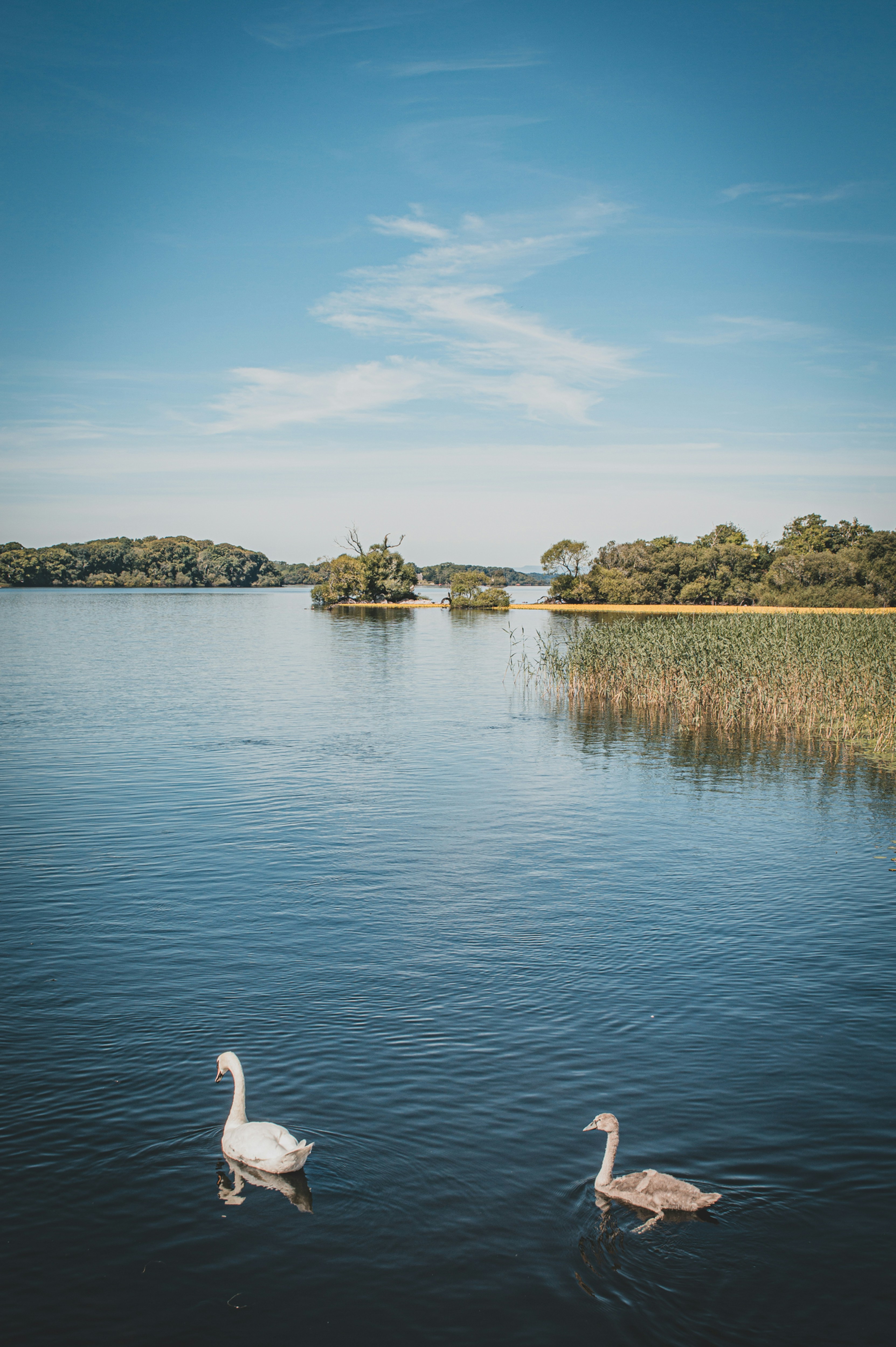 Serene Waters: A Dance of Swans