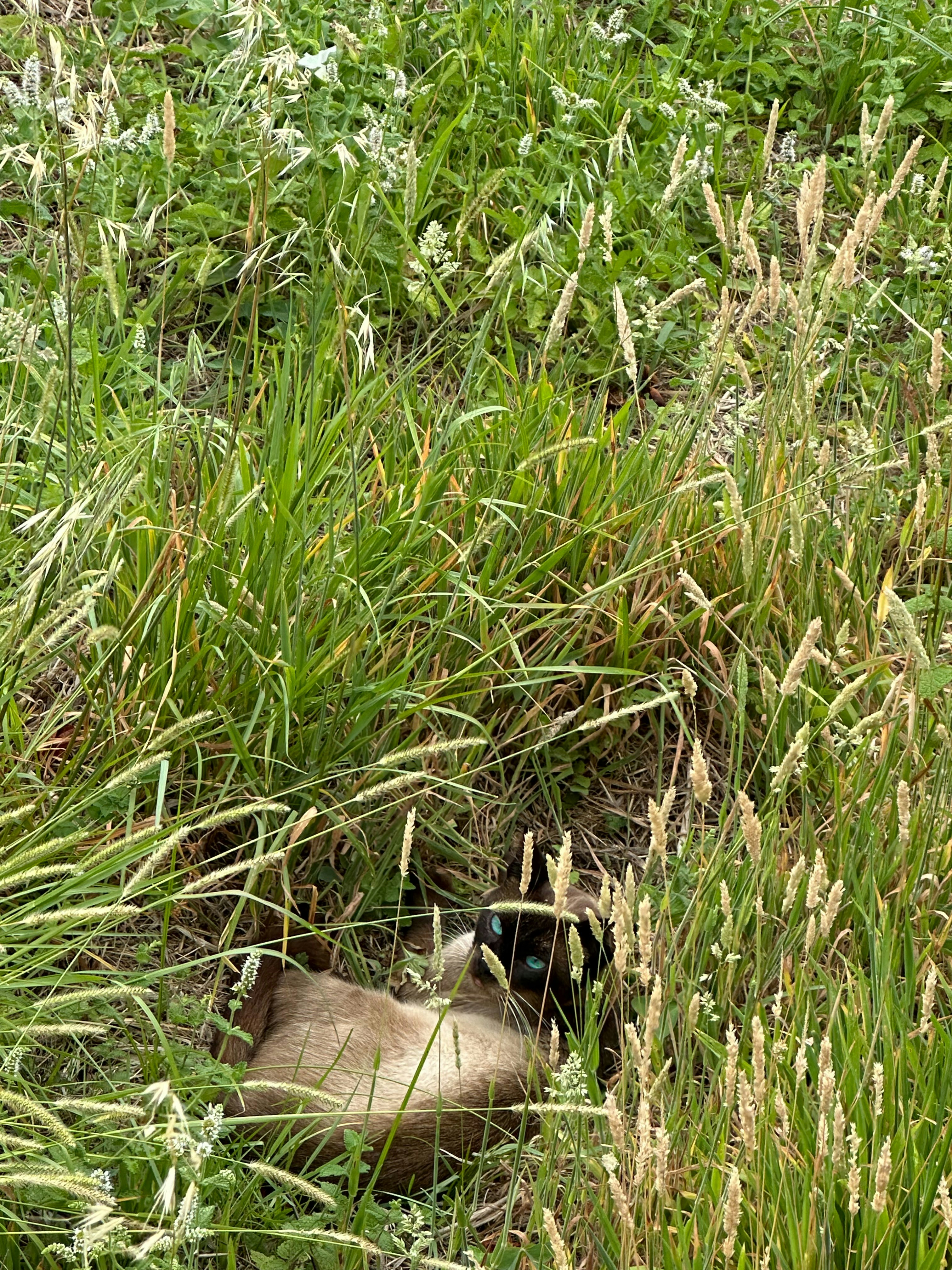 Whispers of the Meadow: A Hidden Encounter