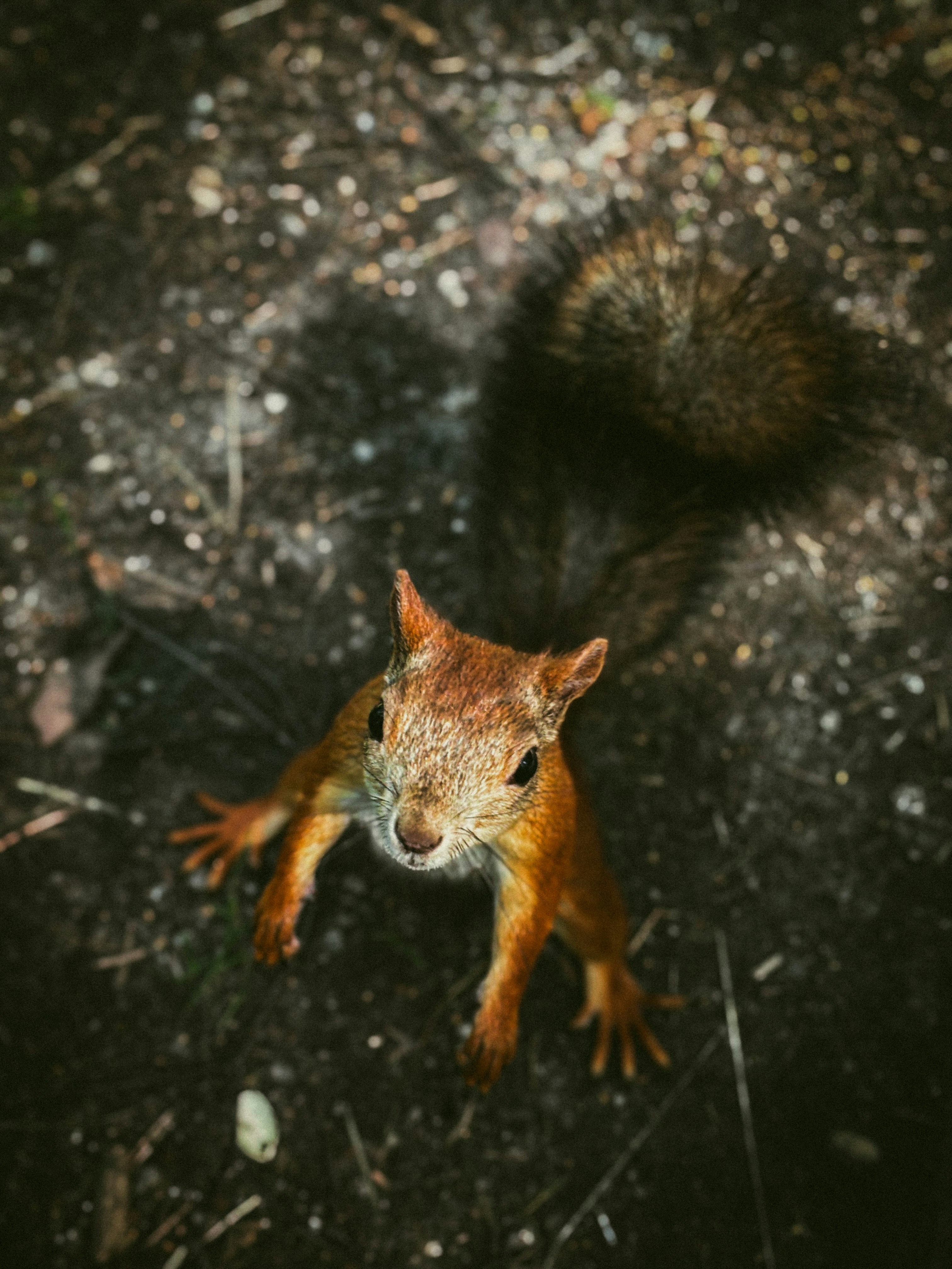 Curious Encounter with Nature's Acrobat
