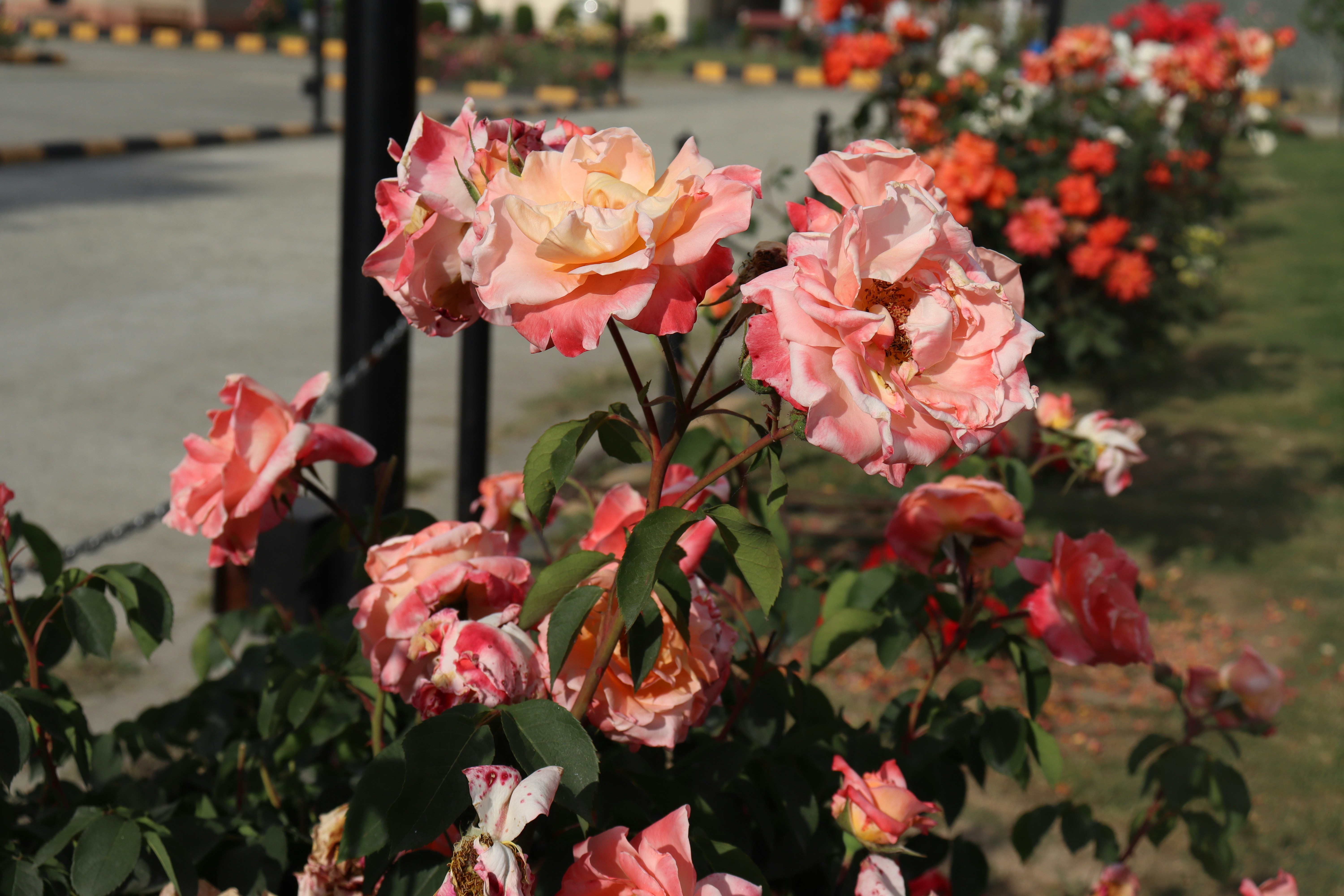 Peach-tinged Roses Along a Park Fence in Dappled Light