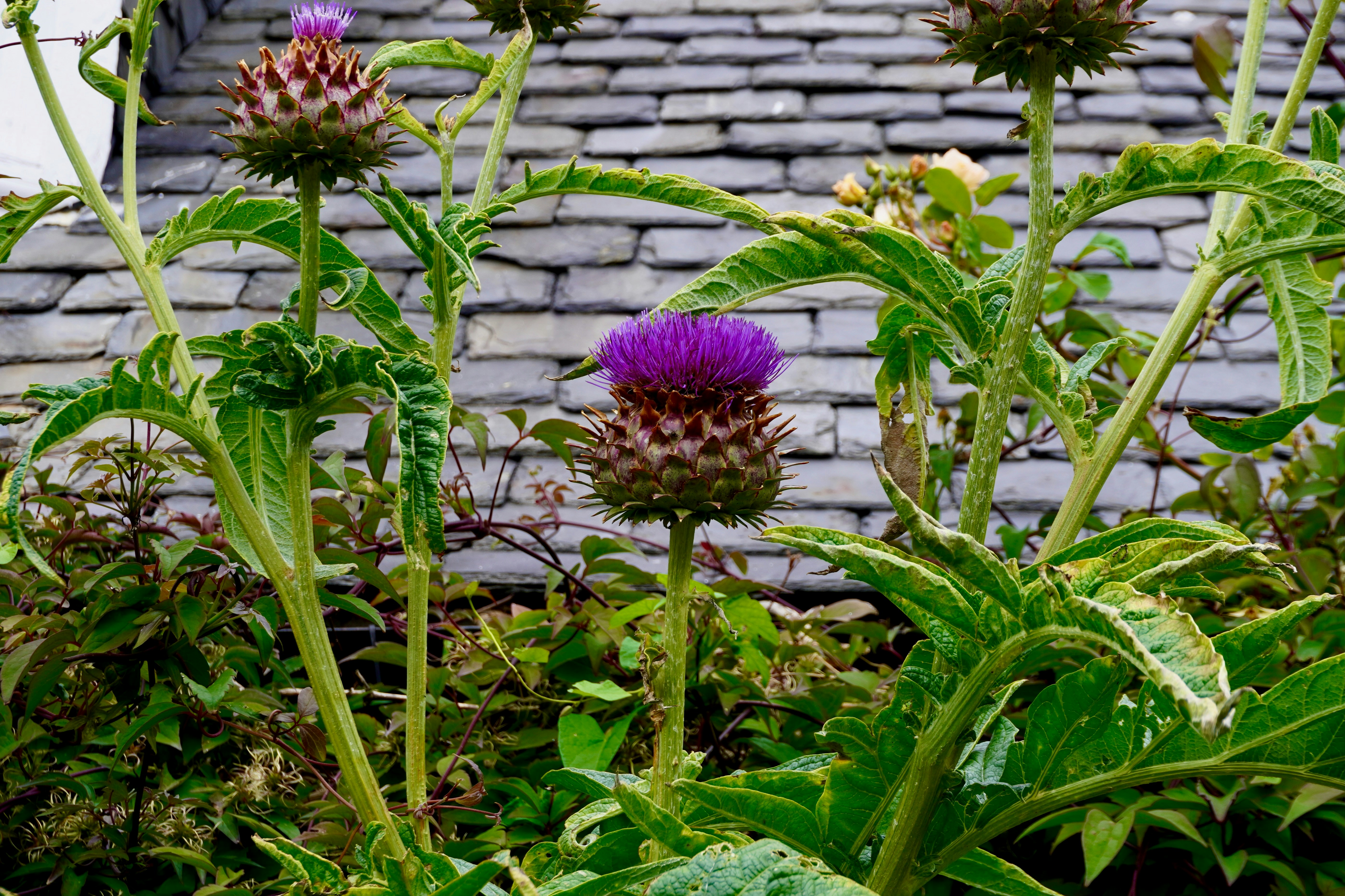 Purple Crowned Thistle Framed by a Weathered Stone Wall