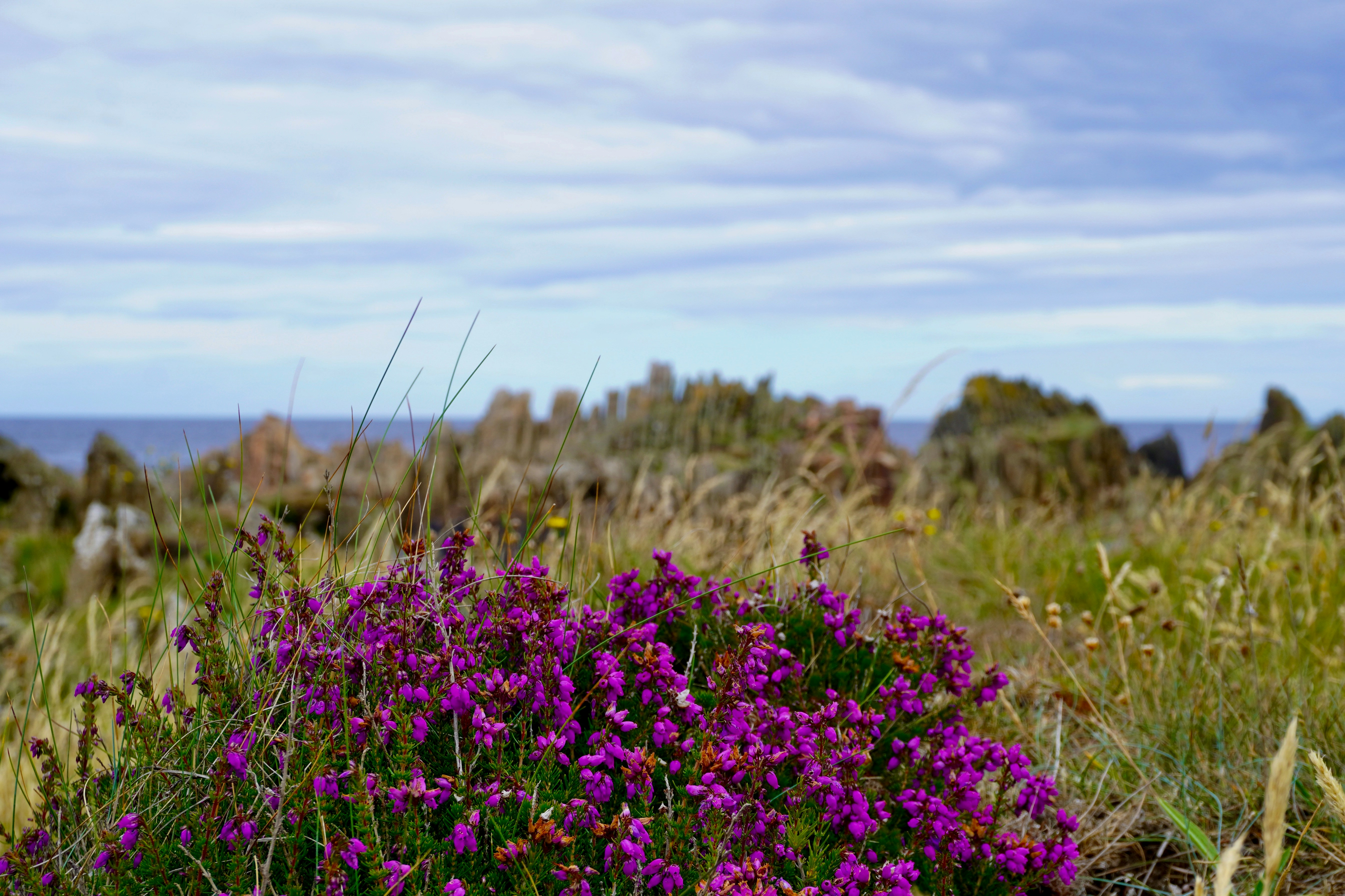Purple heather blooms near rocky coastline under cloudy sky