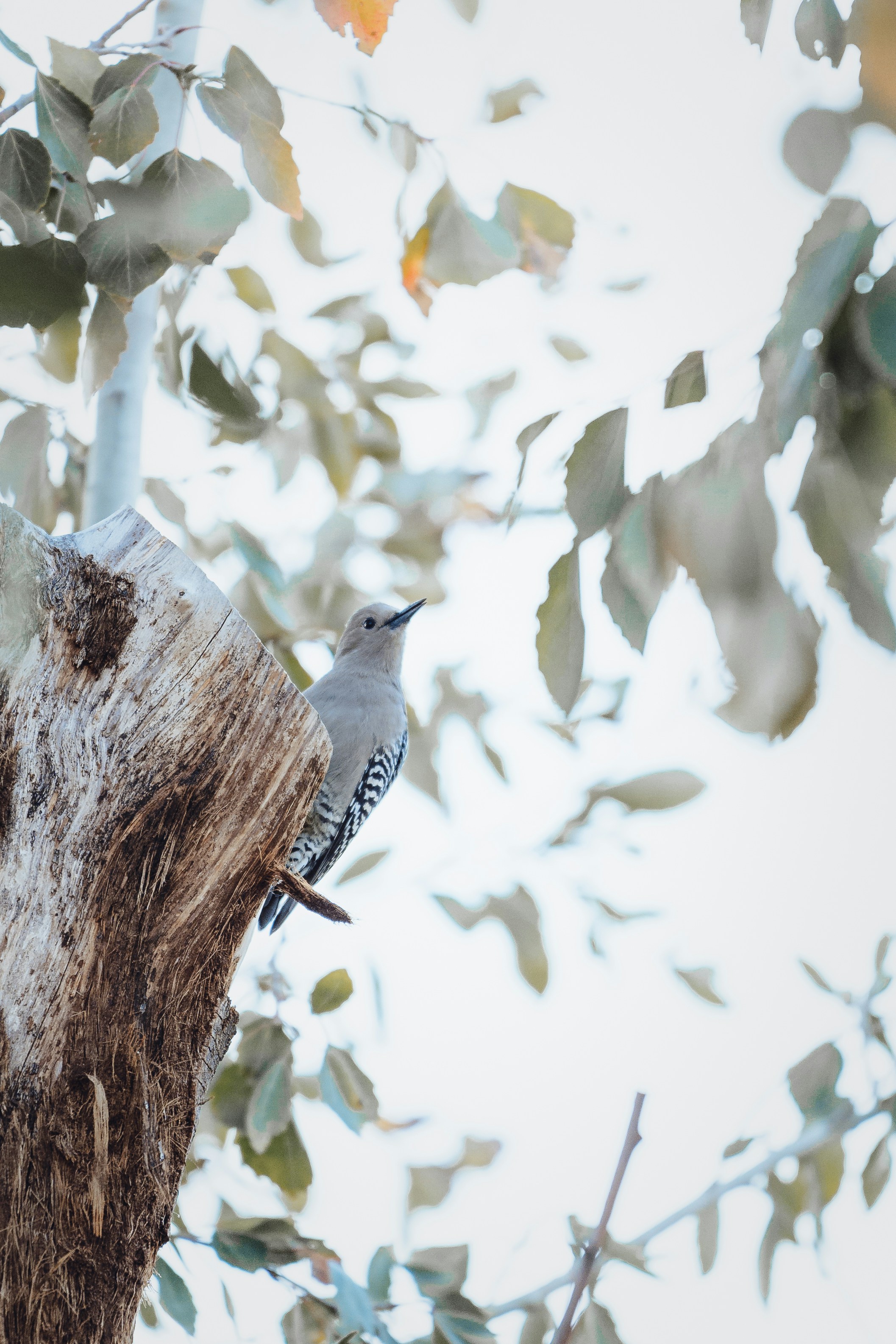 The Woodpecker's Perch: A Moment of Stillness