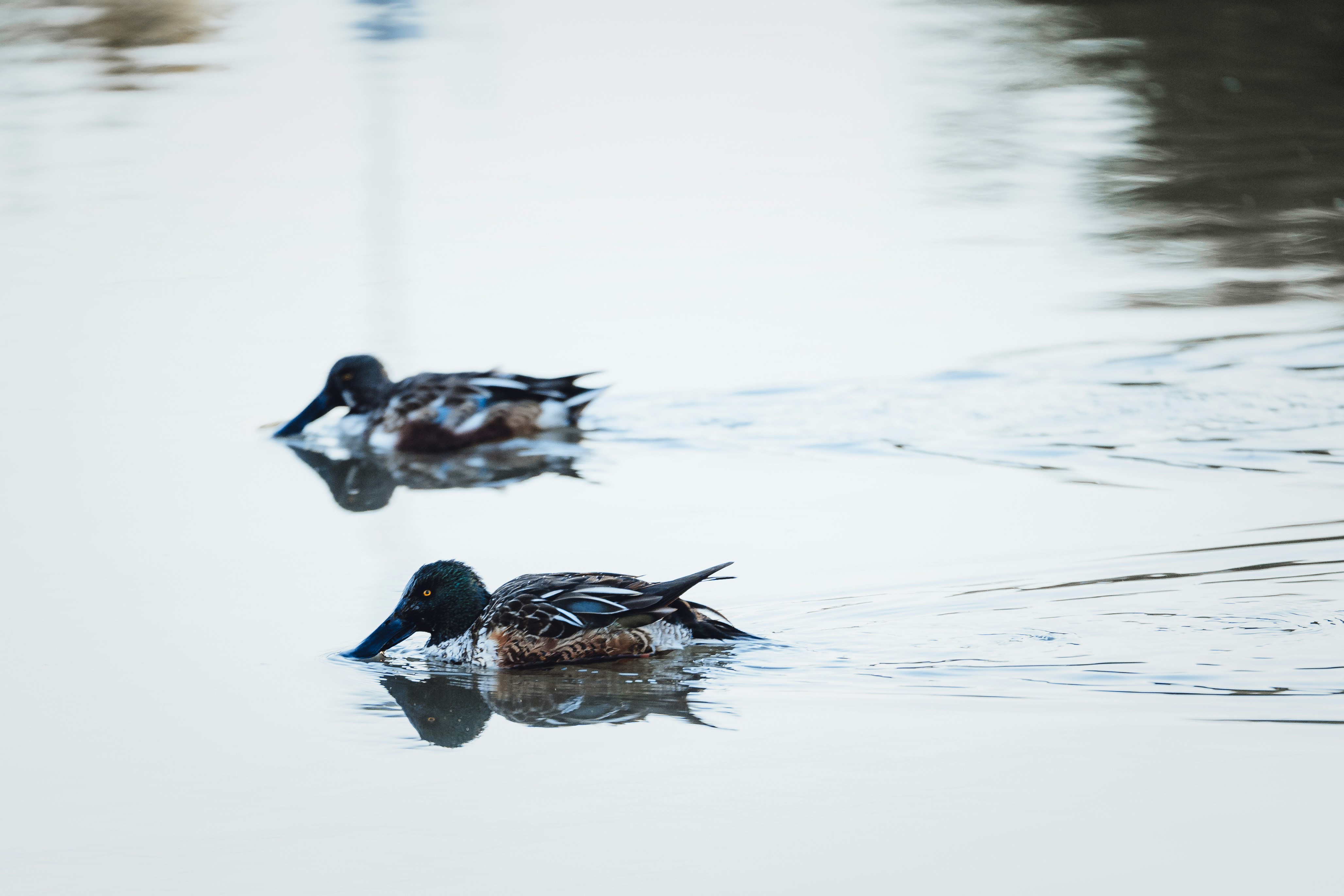 Two ducks swimming on calm water