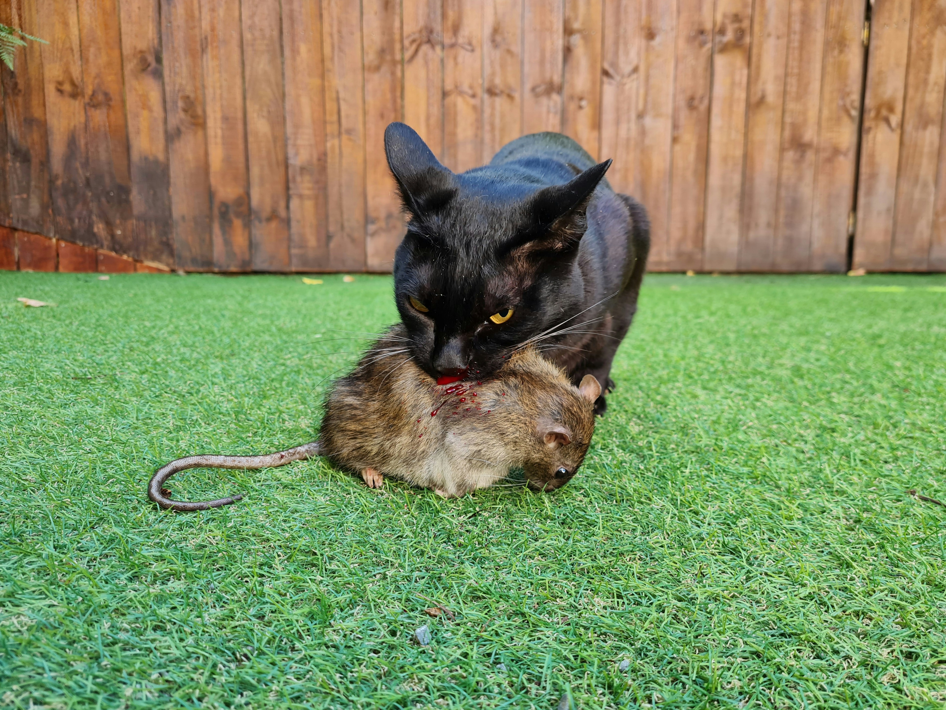 A black cat caught a big rat | Black cat holding a dead mouse in its mouth