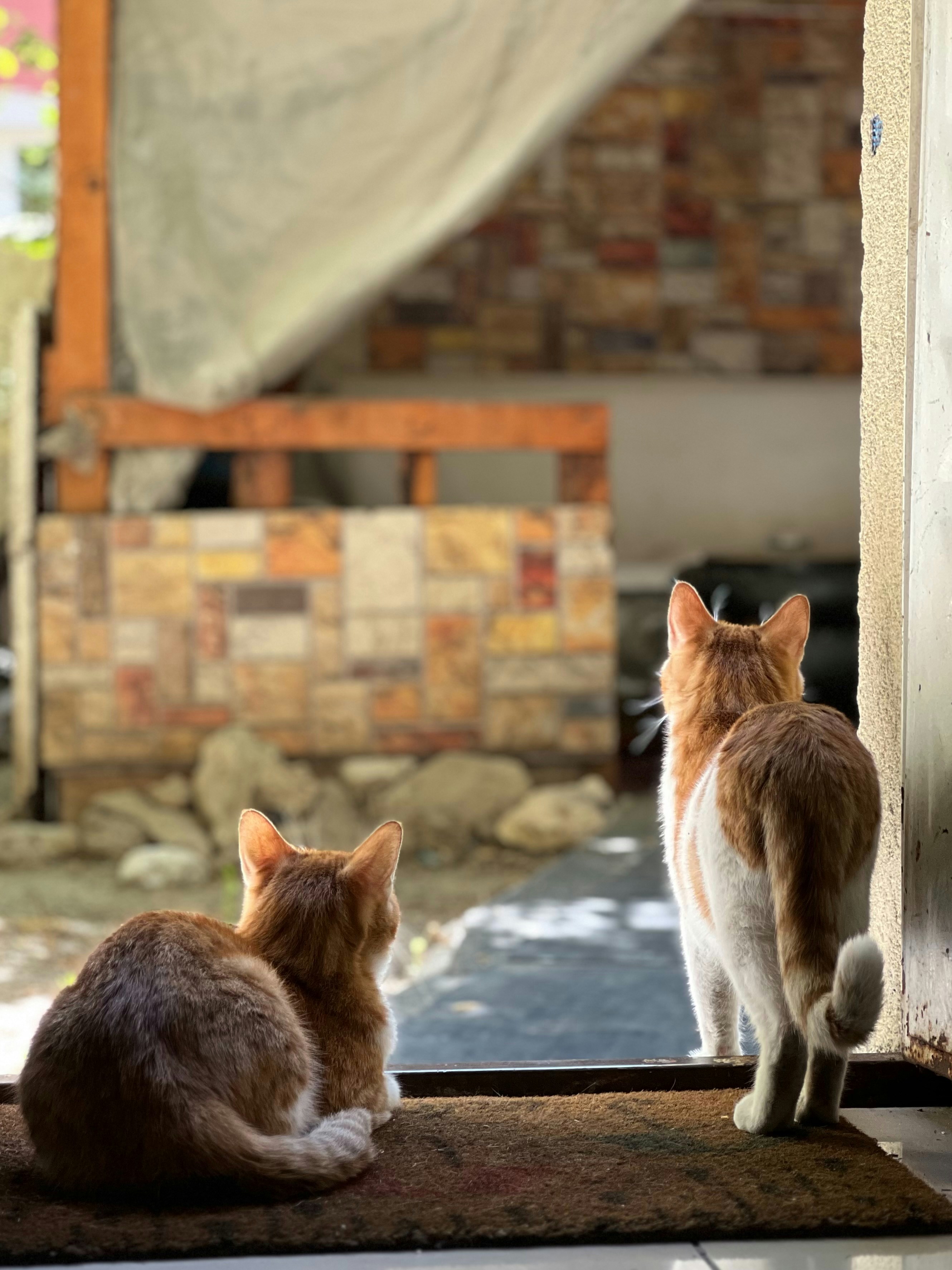 Whiskered Watchers: A Quiet Moment of Curiosity