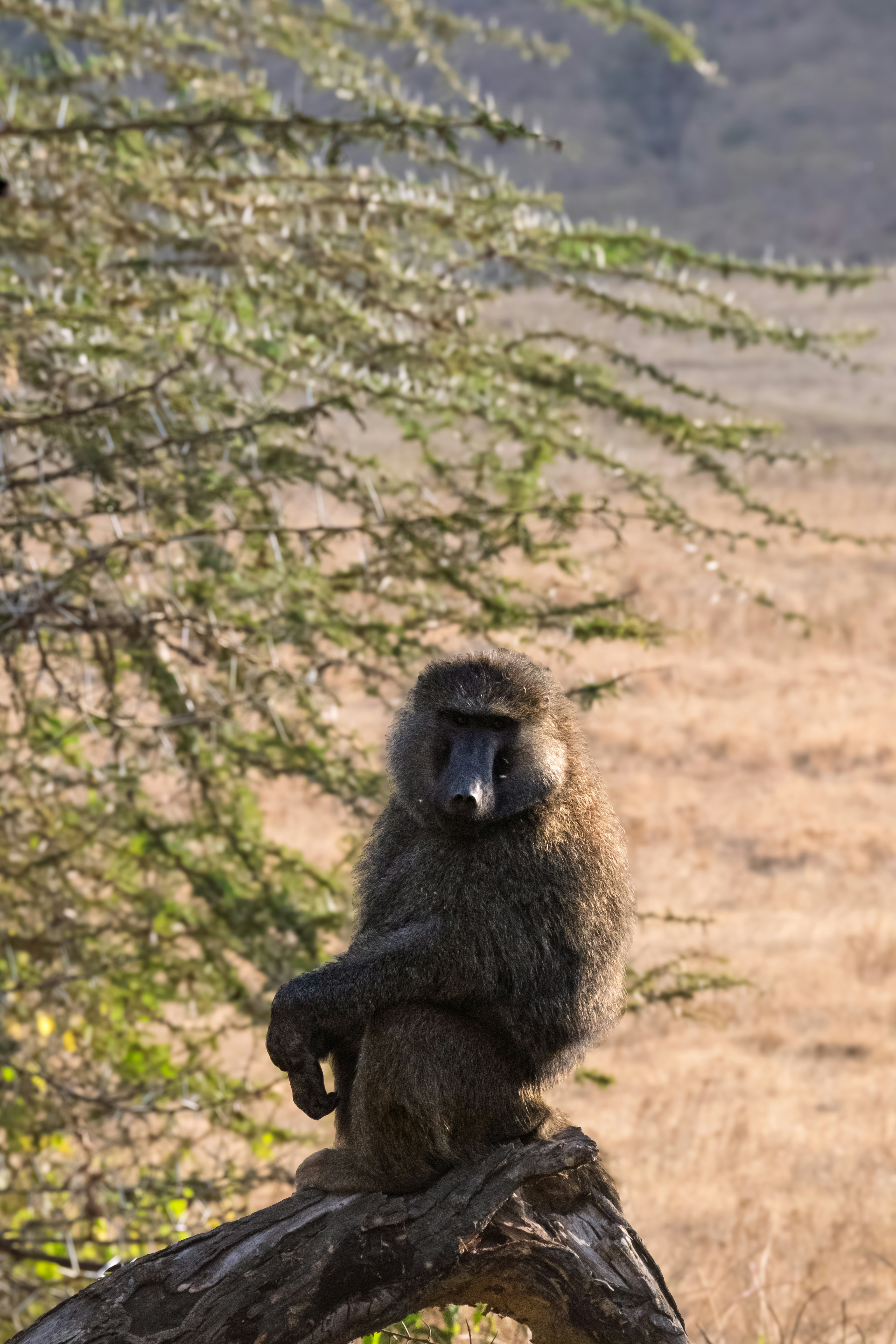 The Watchful Guardian of the Savanna