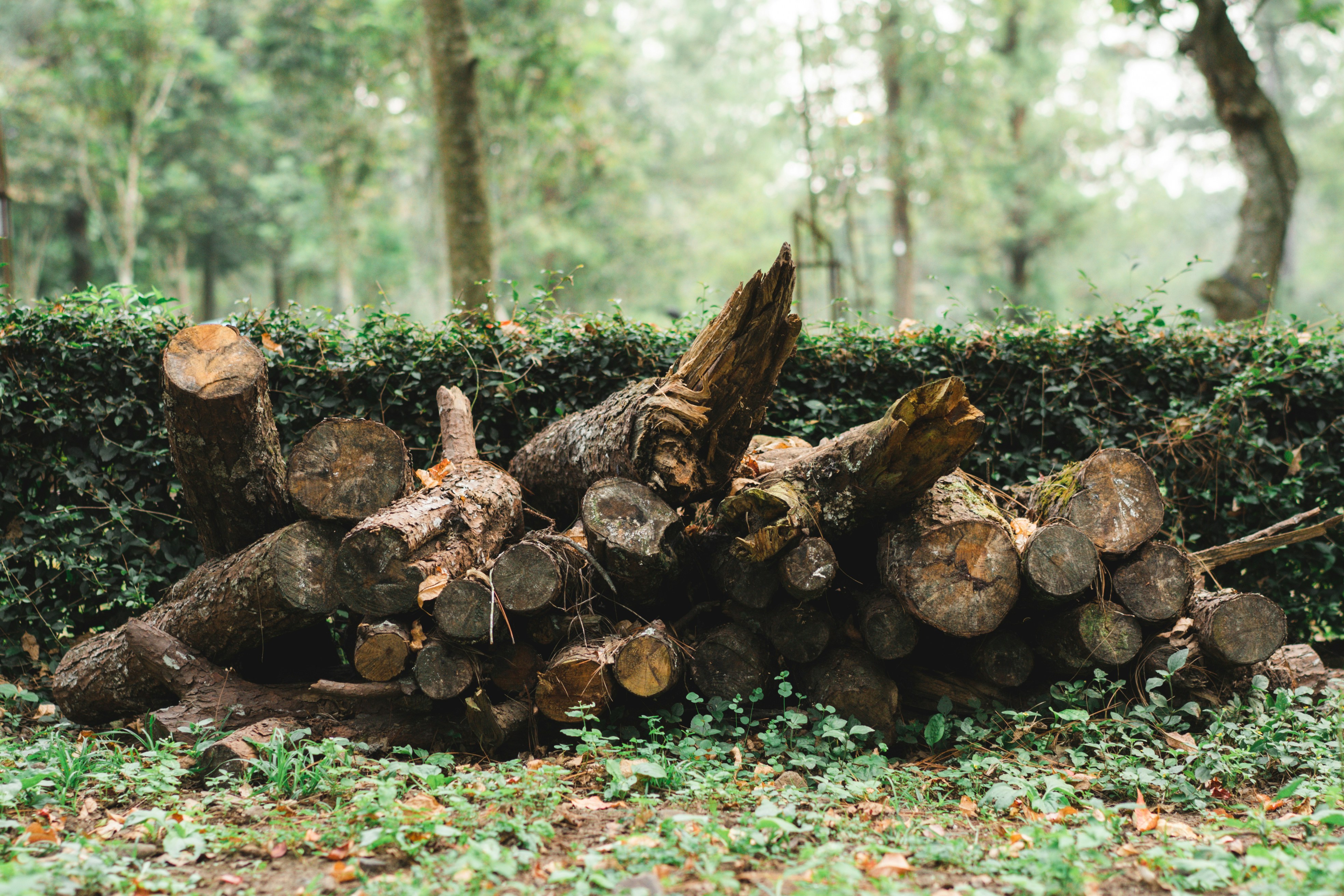 Pile of cut logs in a forest setting