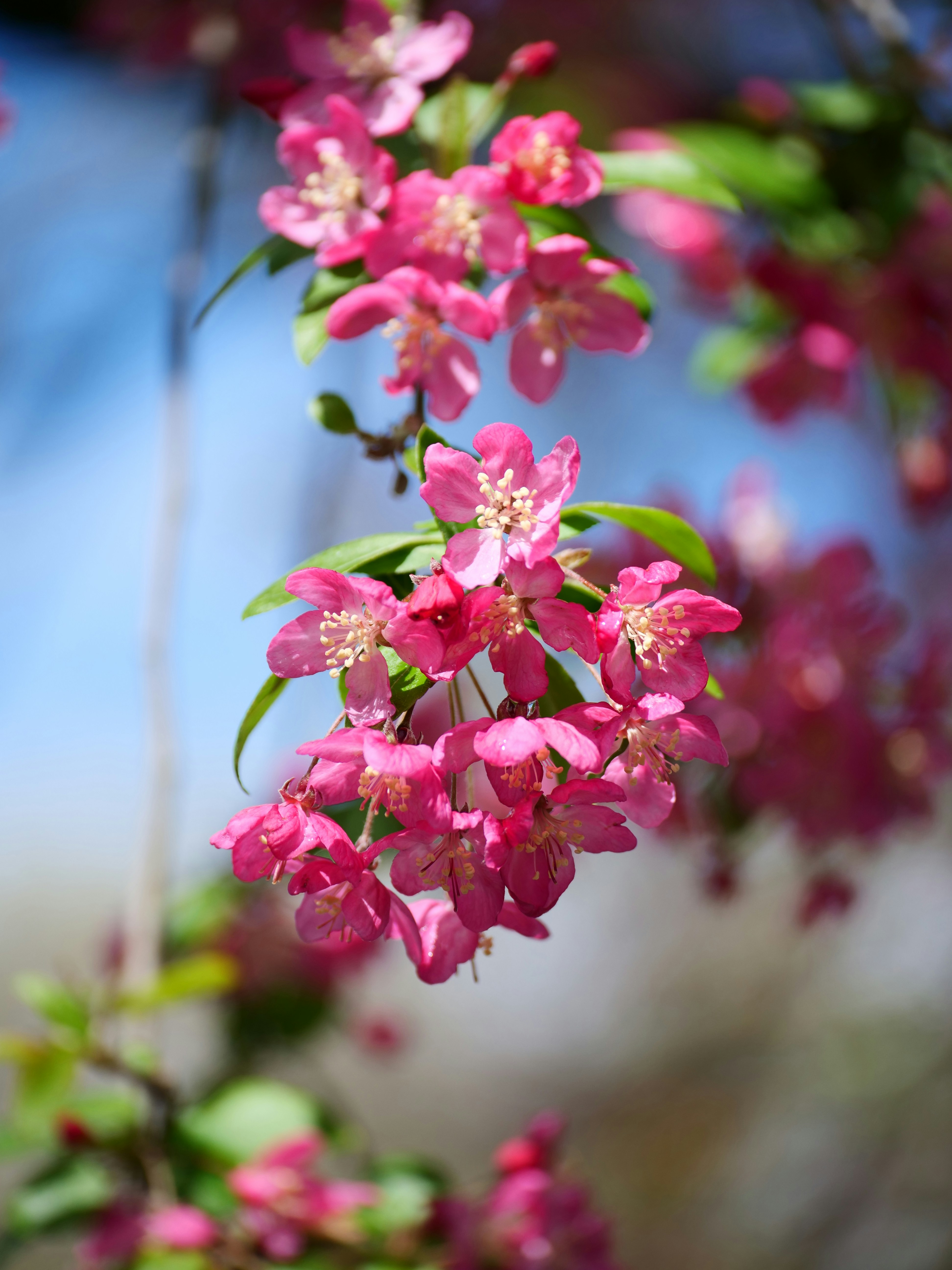 Vibrant pink cherry blossoms bloom against a blue sky.