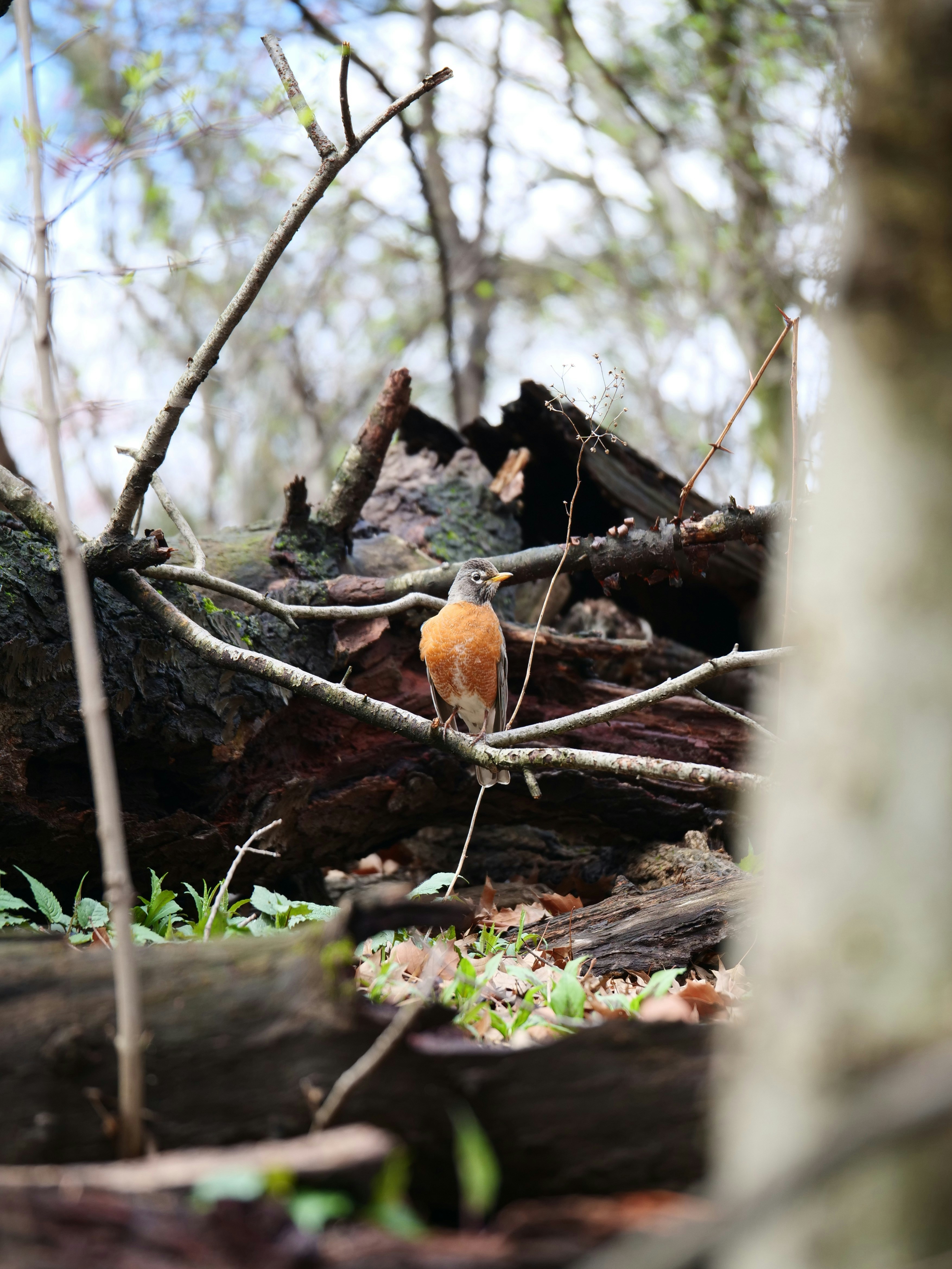 A Quiet Moment Among the Fallen Giants
