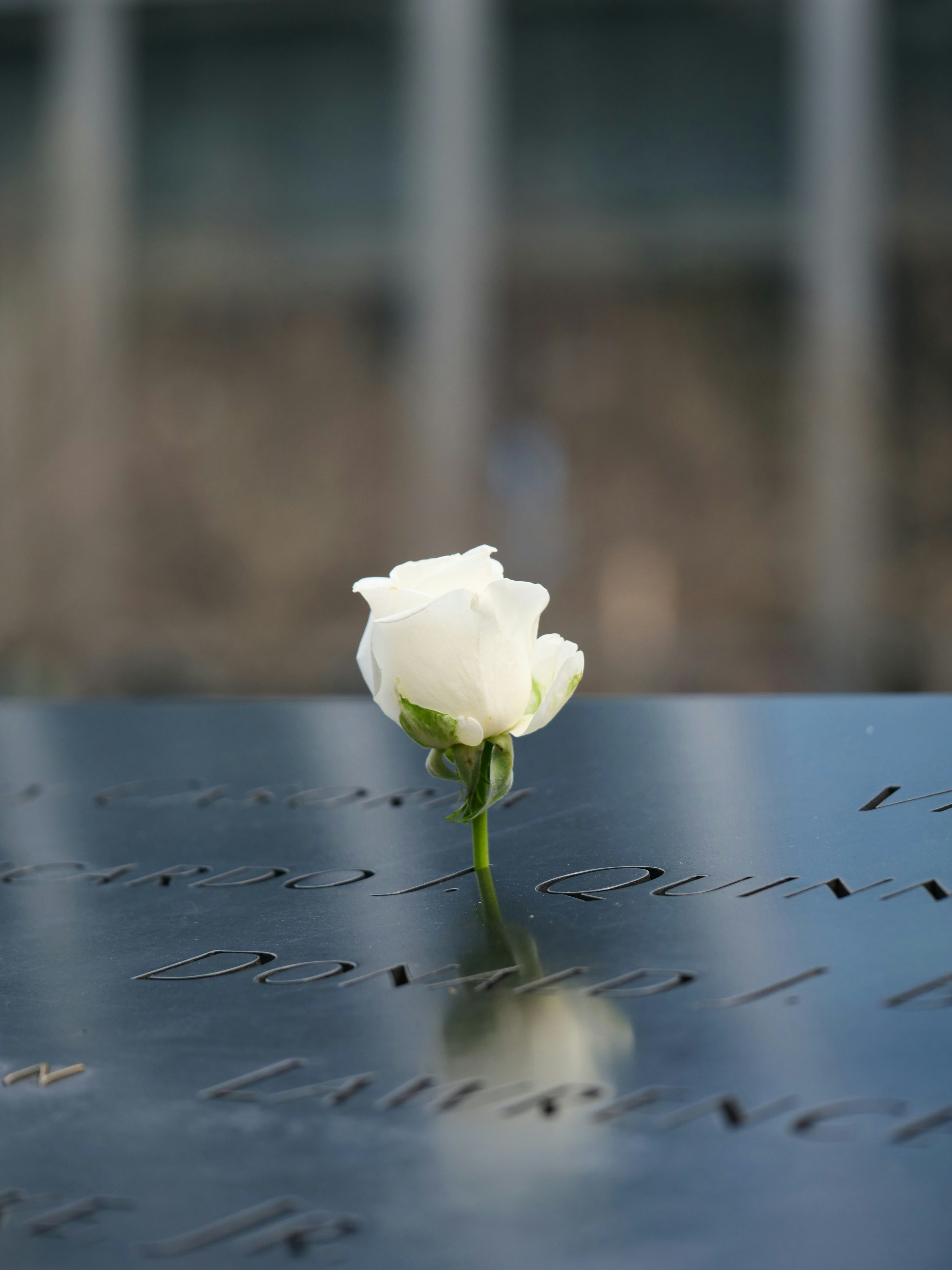 A Solemn Tribute: The Whisper of a White Rose