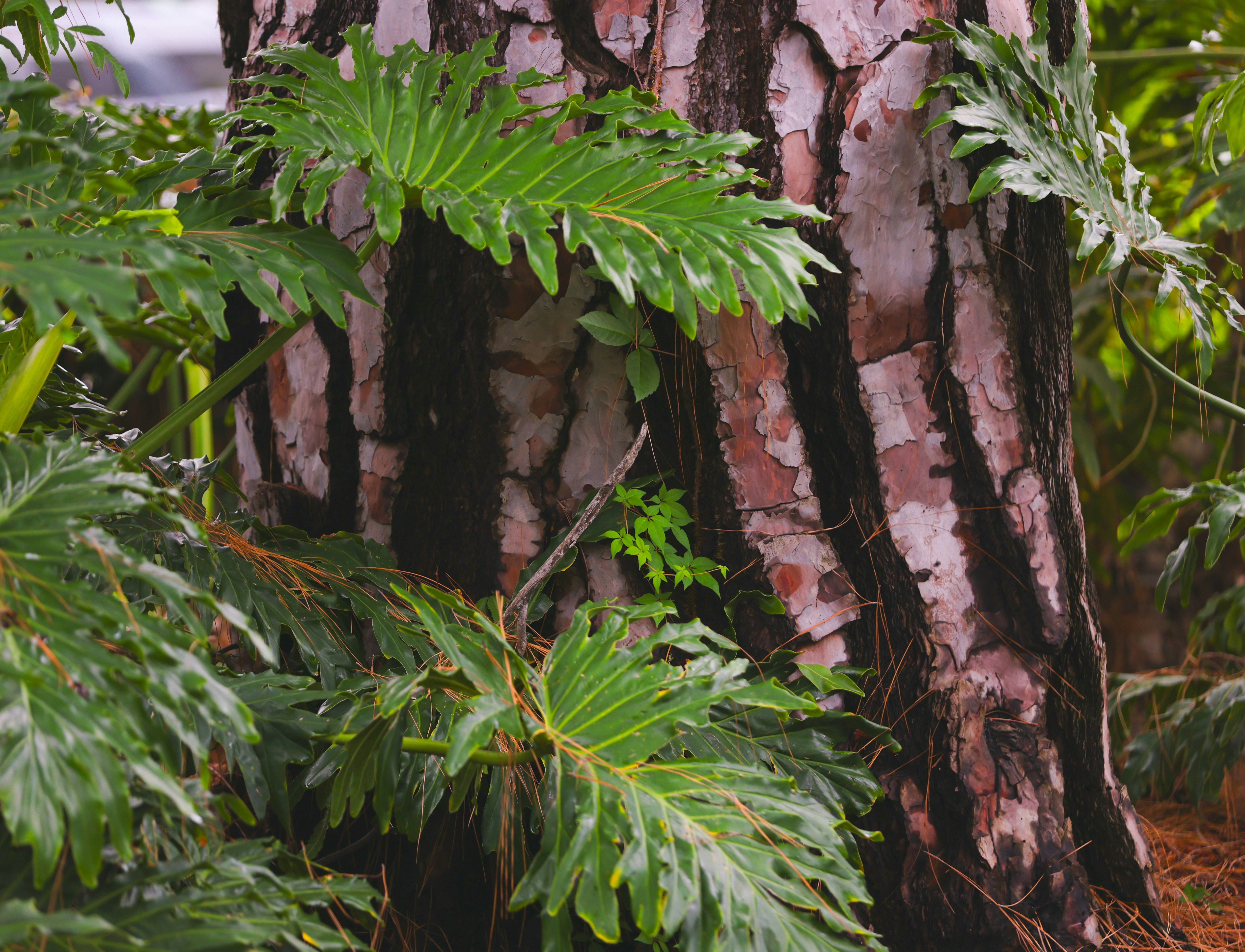 Philodendron at the Marston House Museum in Balboa Park, San Diego | Green tropical leaves near a textured tree trunk.