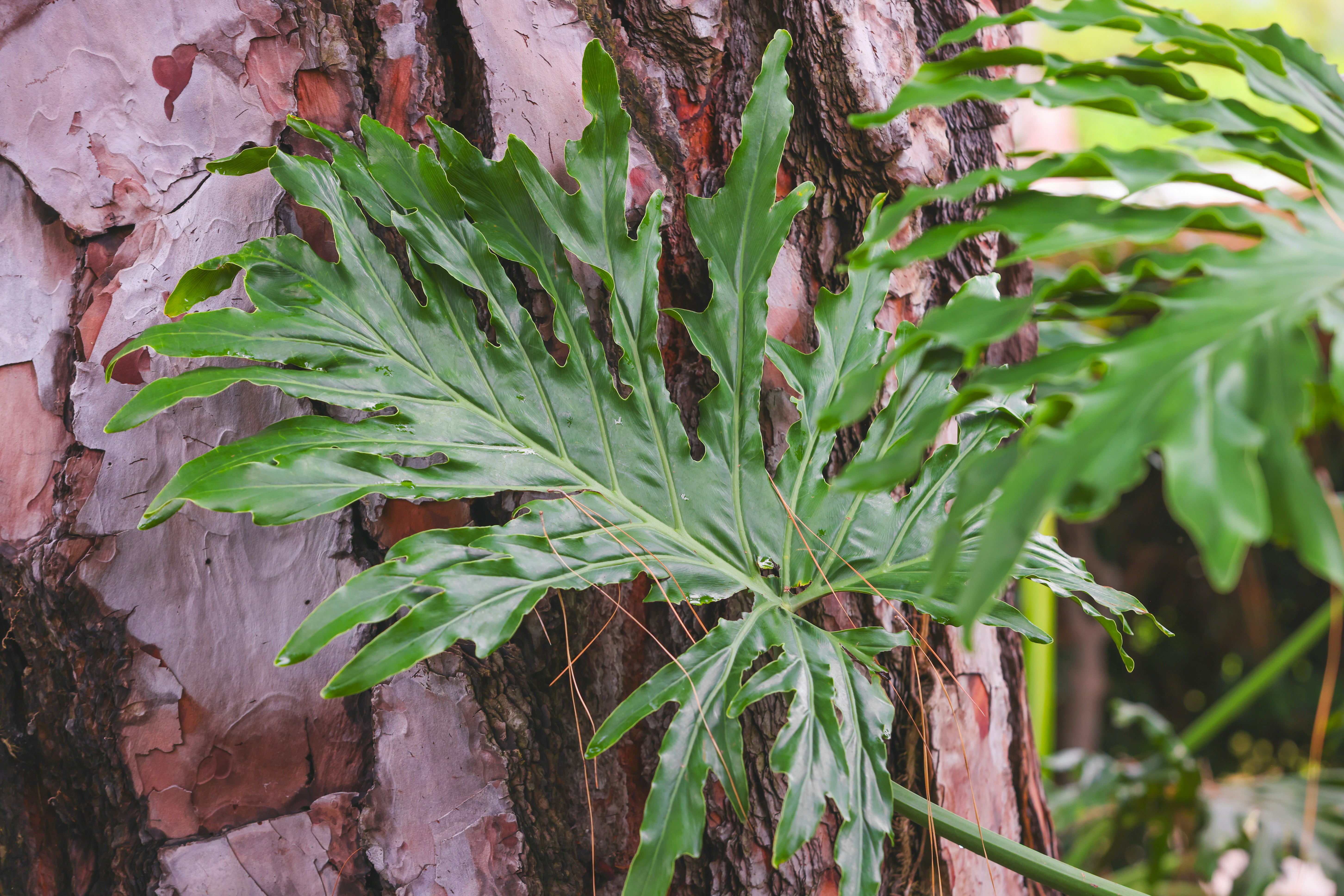 Philodendron at the Marston House Museum in Balboa Park, San Diego | A large green leaf against a tree trunk.