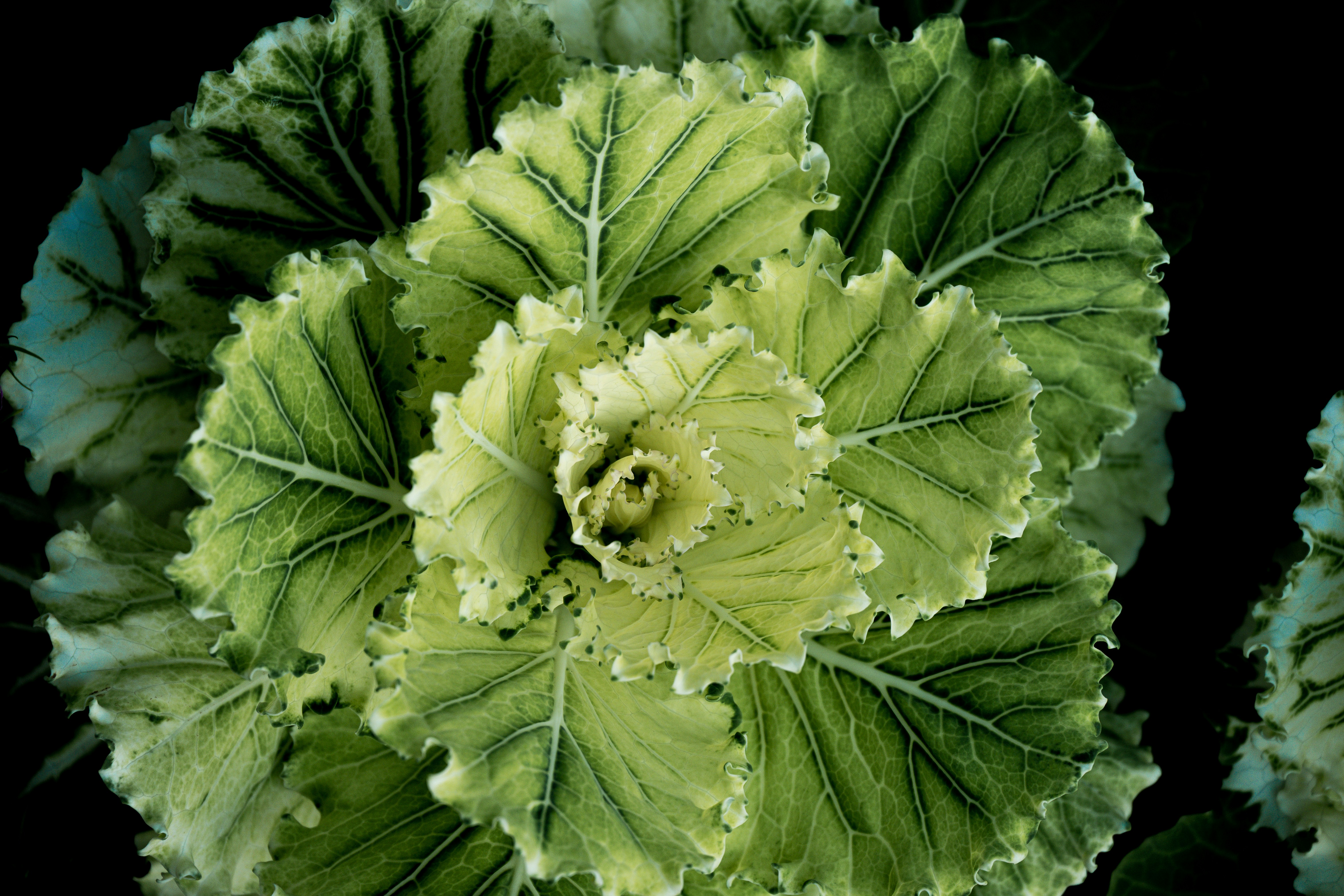 Nature's Intricate Spiral: A Kaleidoscope of Green