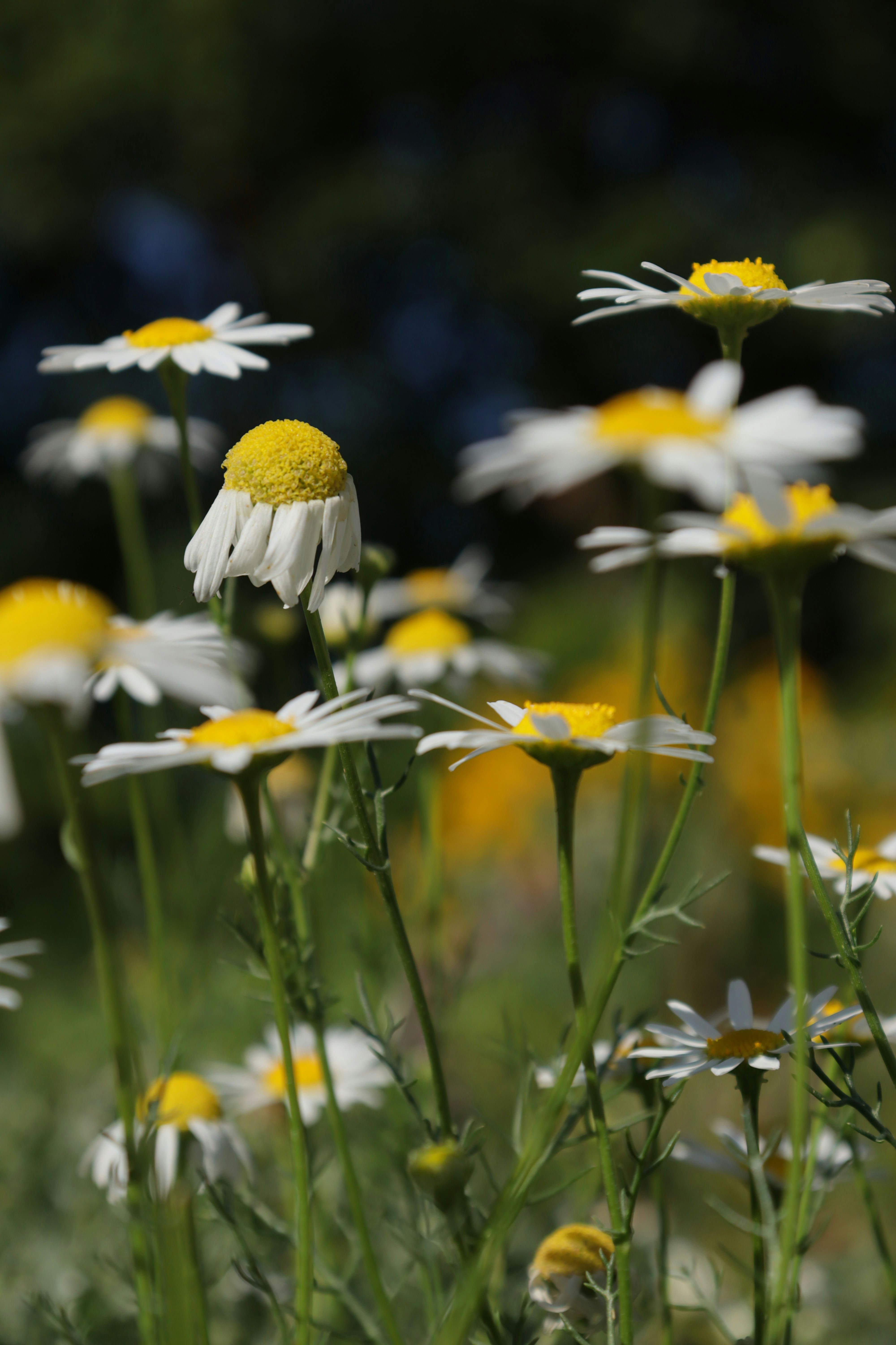 Daisies bloom vibrantly in a sunlit meadow, showcasing their delicate petals and bright yellow centers.