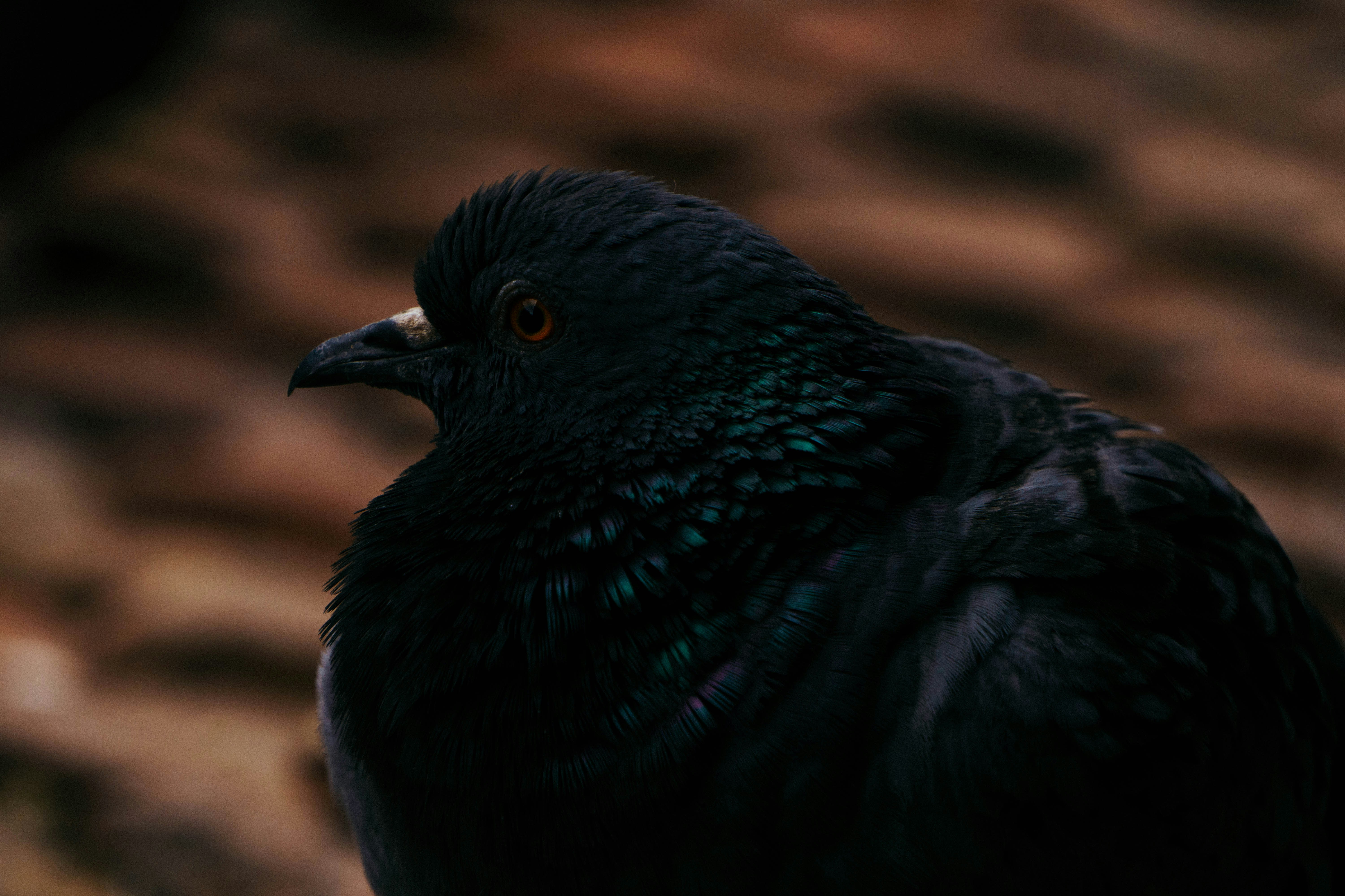 Close-up of a dark pigeon with iridescent neck feathers.