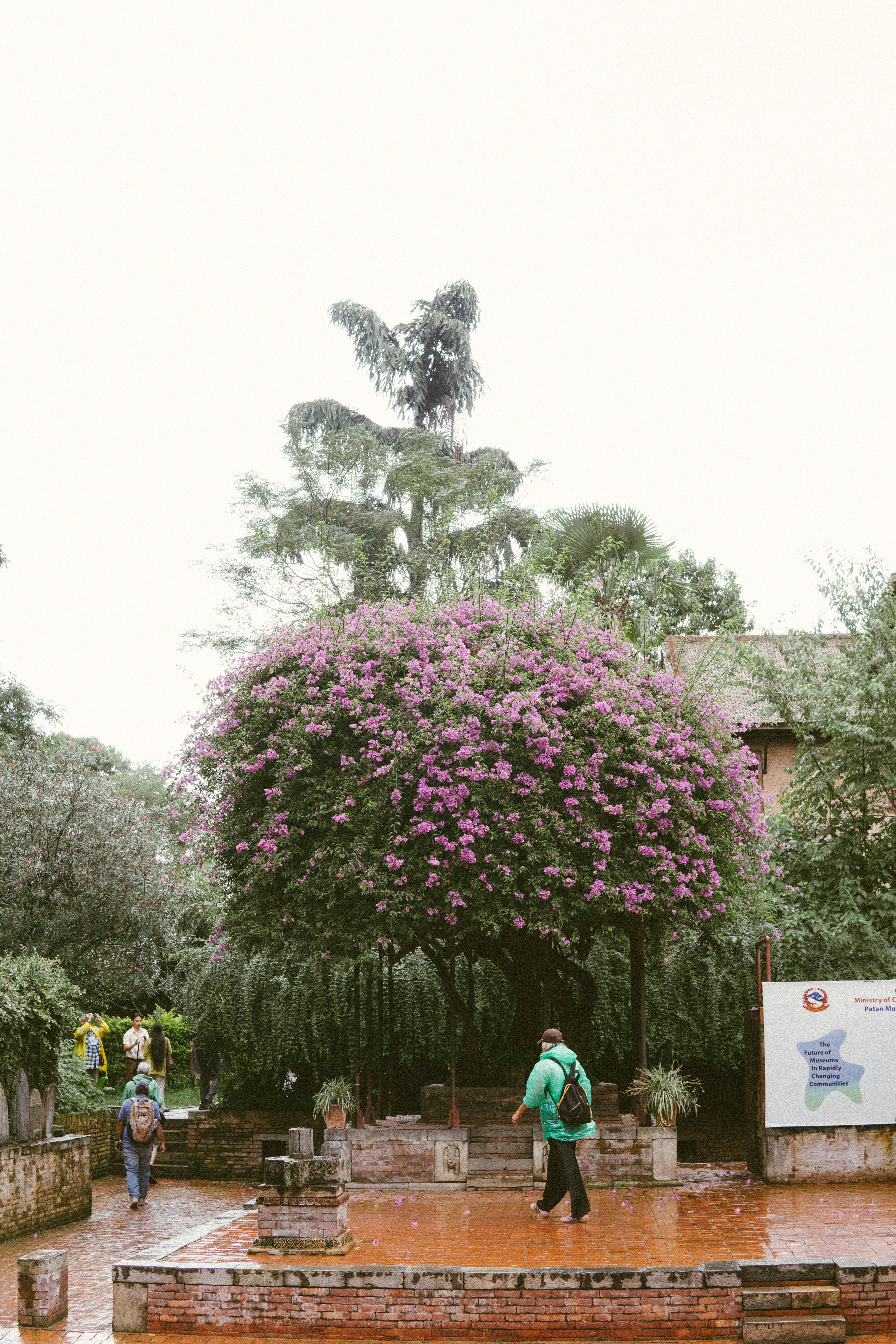 Blossoms Amidst the Rain