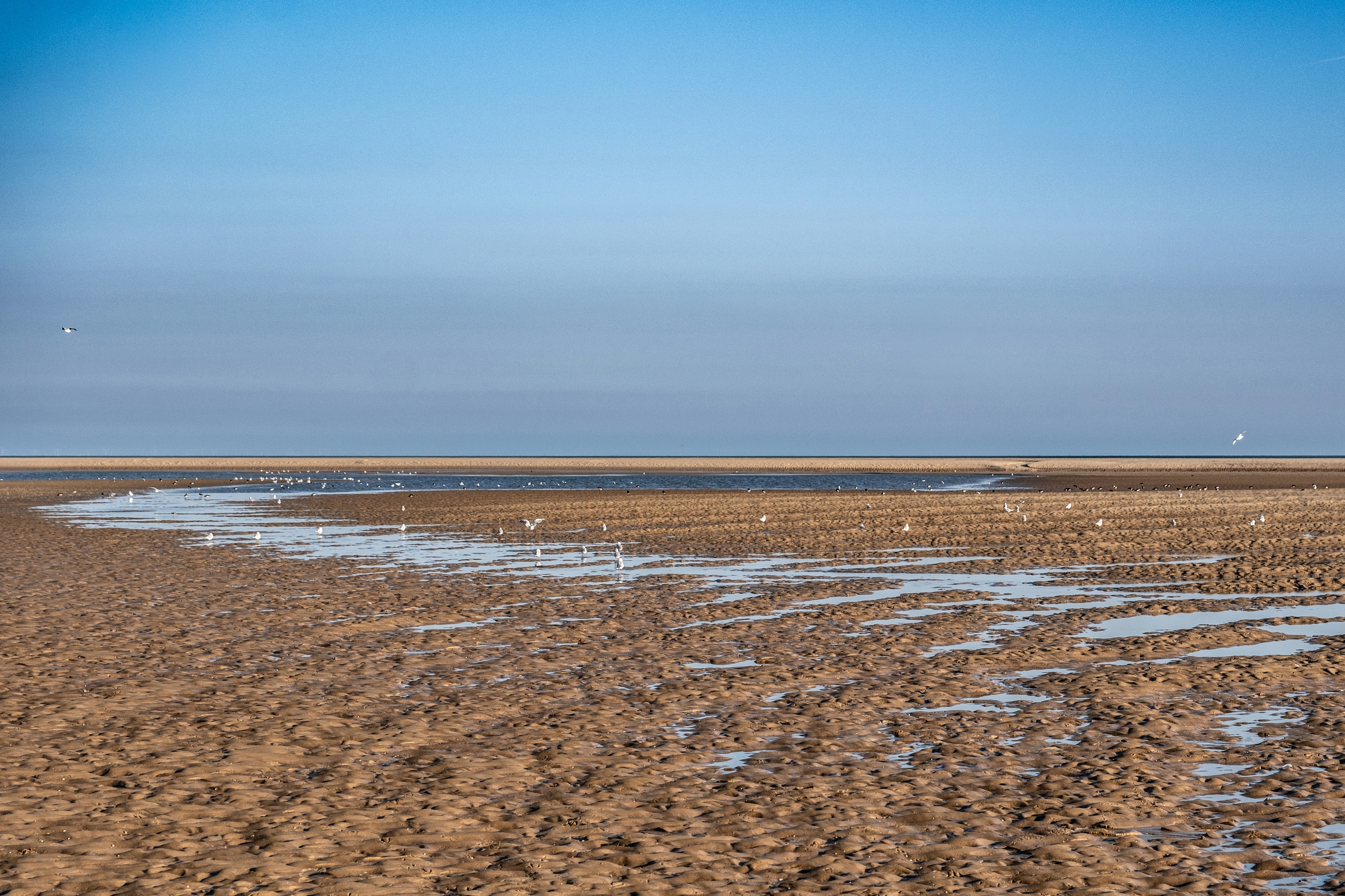 Flocks of sea birds gathering on the beach at Wells next the sea, where the outgoing tide has left interesting patterns and pools of seawater. | Seagulls on a sandy beach with calm water