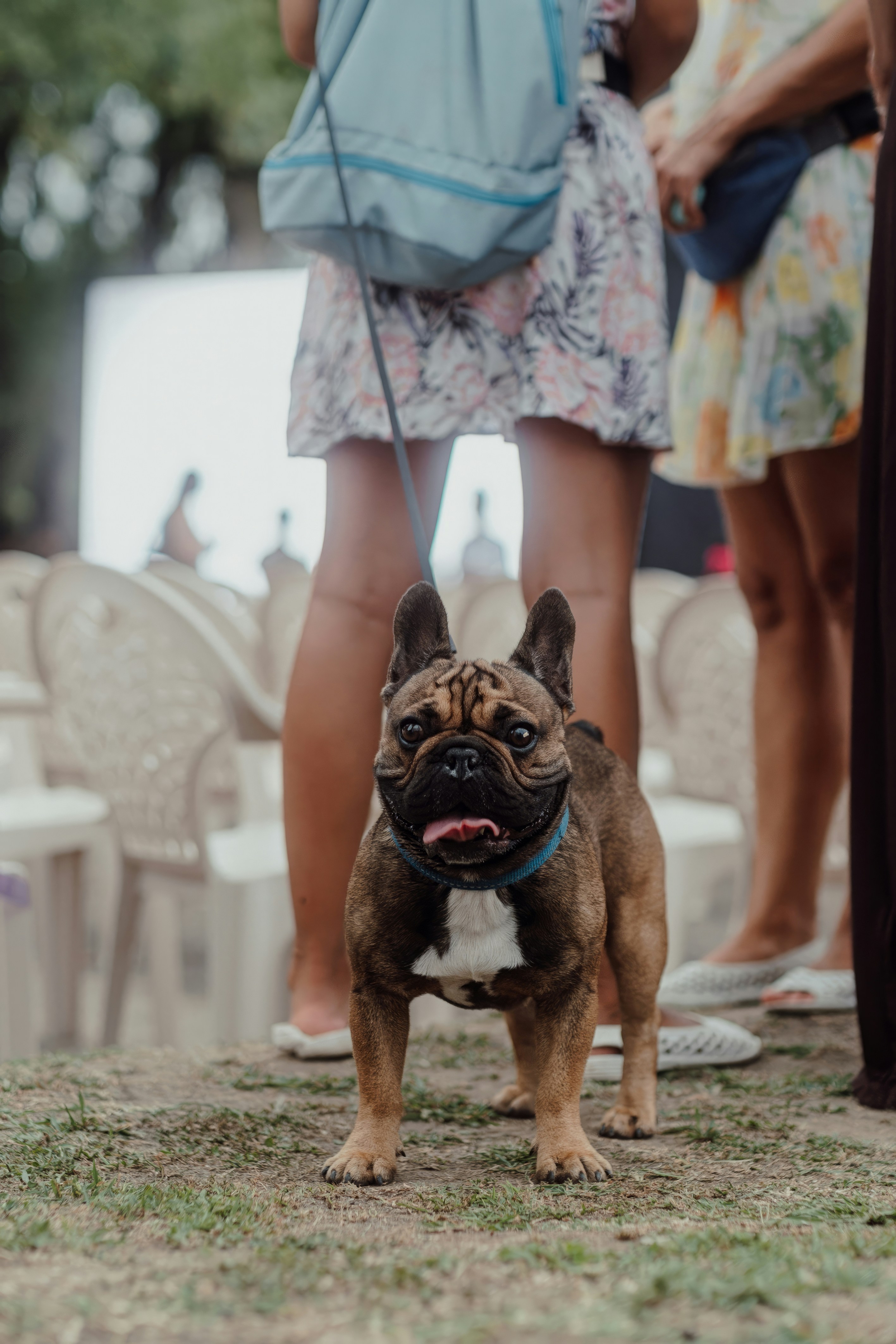 French Bulldog stands confidently in a grassy area, surrounded by people in colorful attire. The dog's expressive face captures the lively atmosphere.
