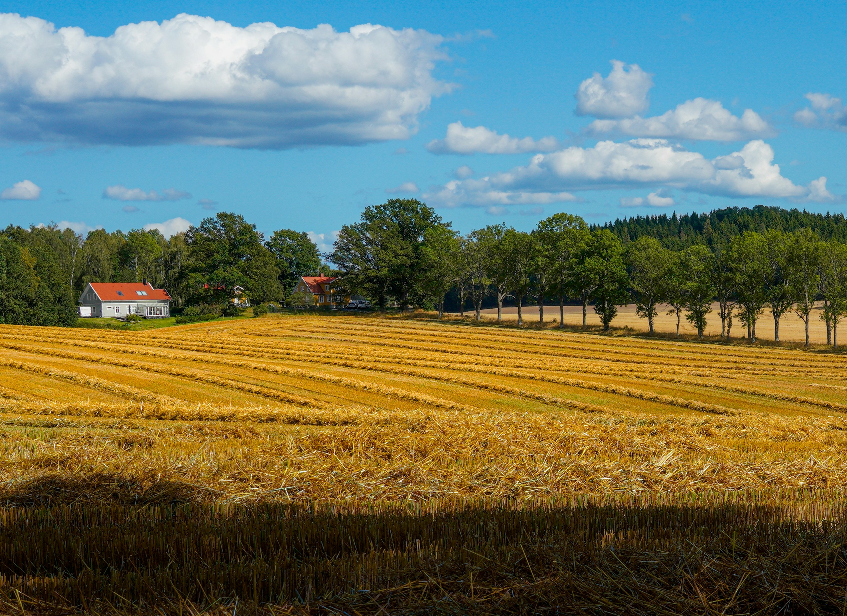 Golden Harvest Under a Blue Sky