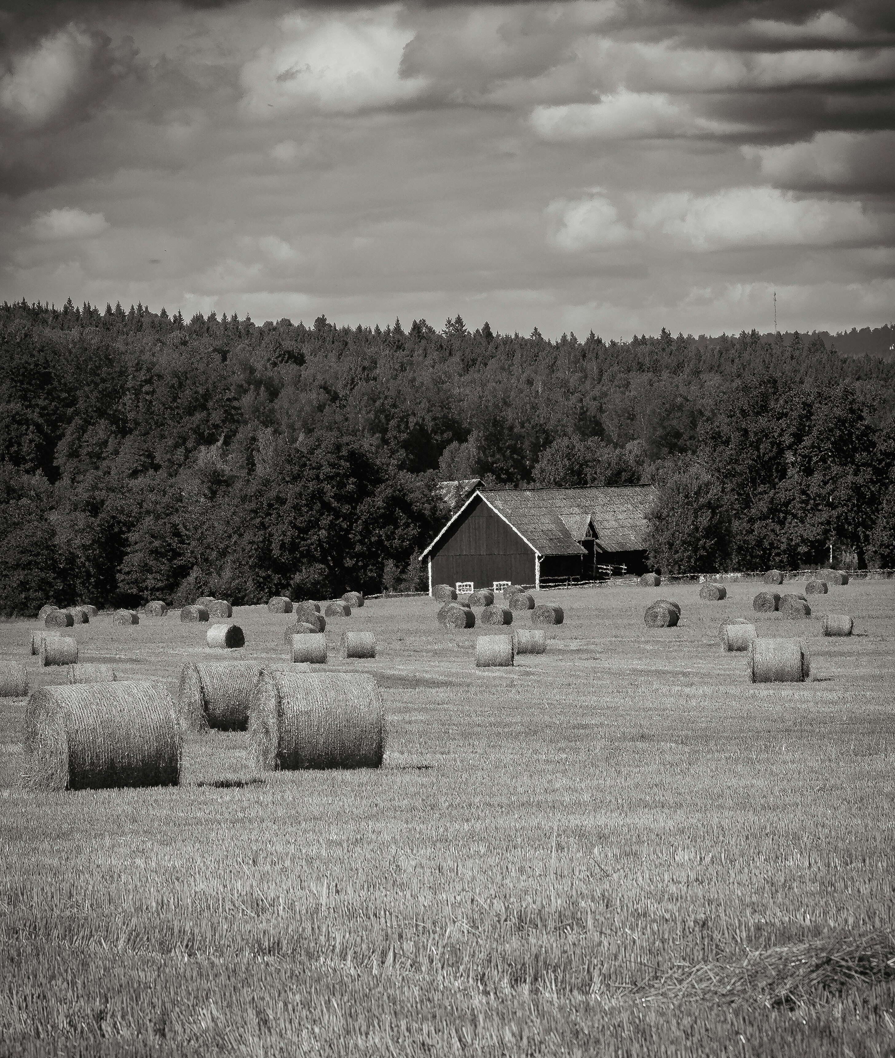 Harvest Echoes: A Rustic Homestead Amidst Golden Fields