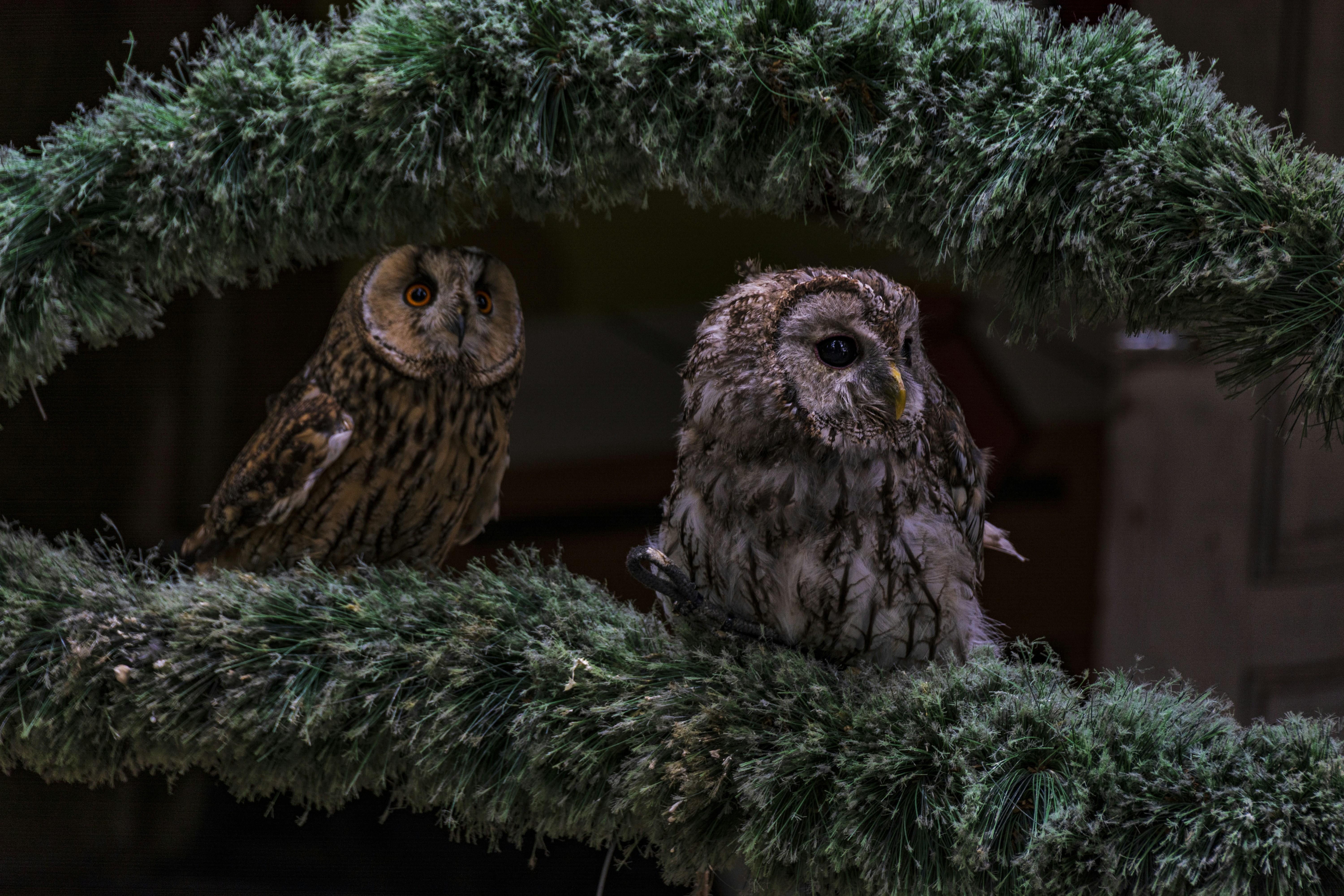 Whispers of the Night: A Duo of Owls