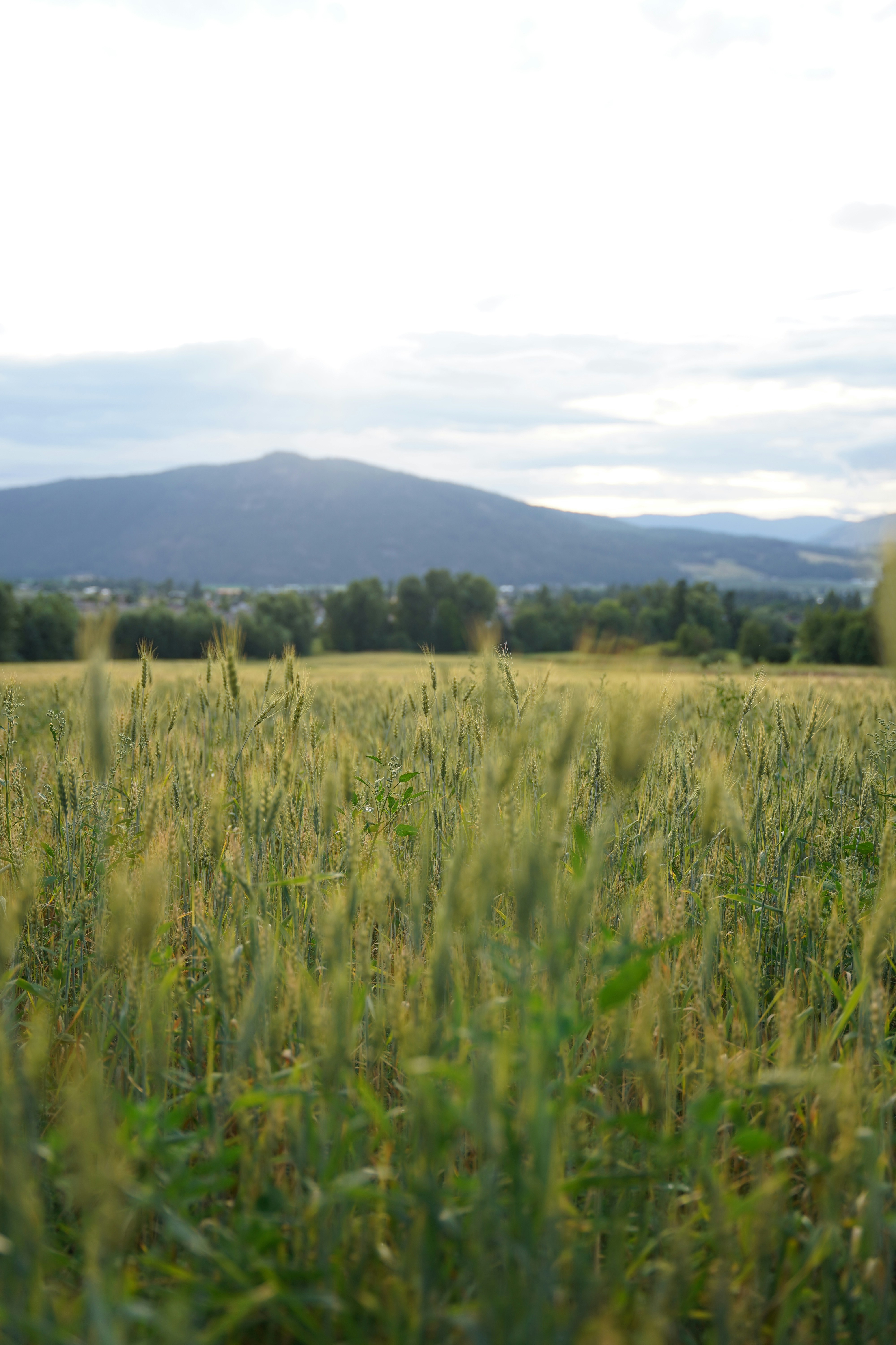Golden wheat field with distant mountains under a cloudy sky