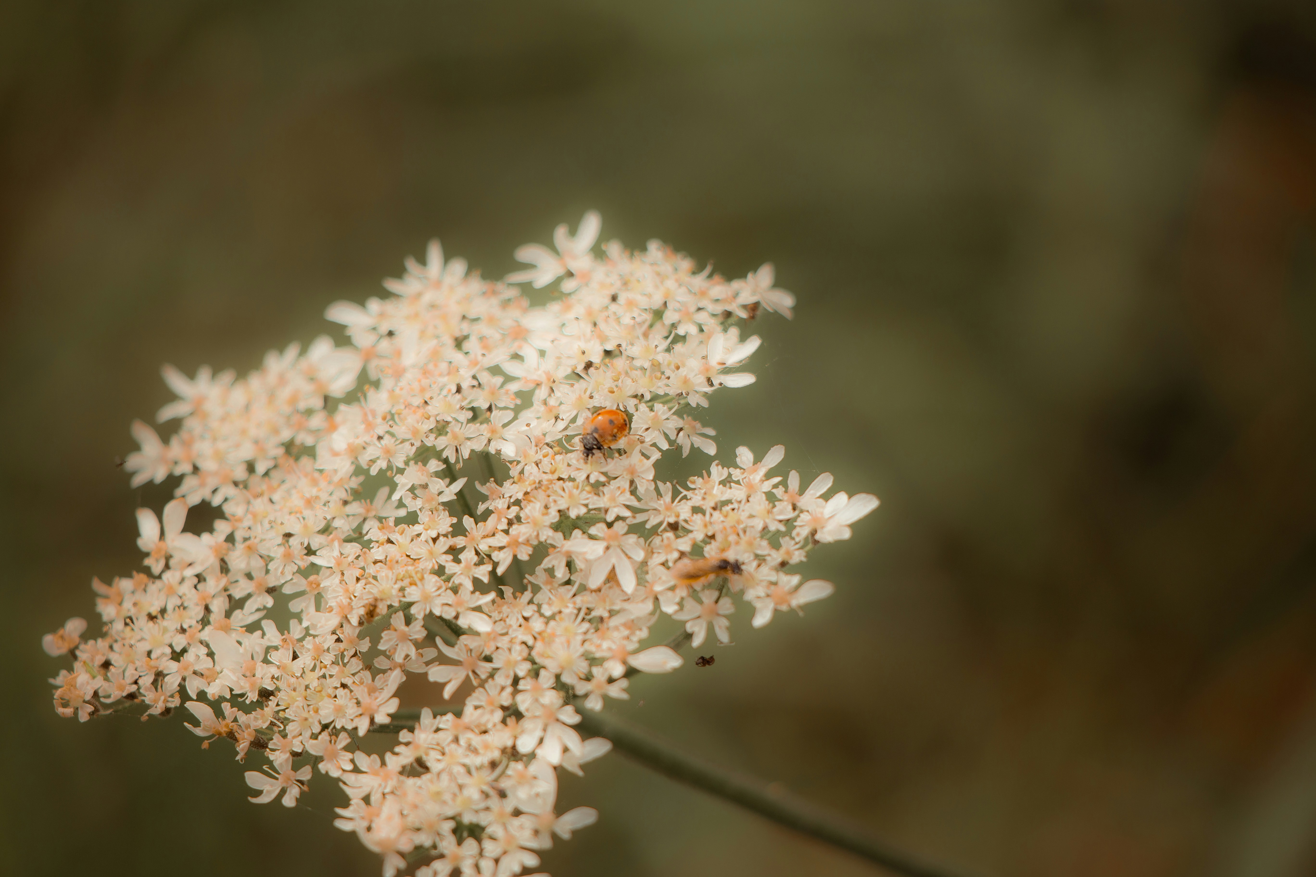 Whispers of Nature: A Floral Encounter