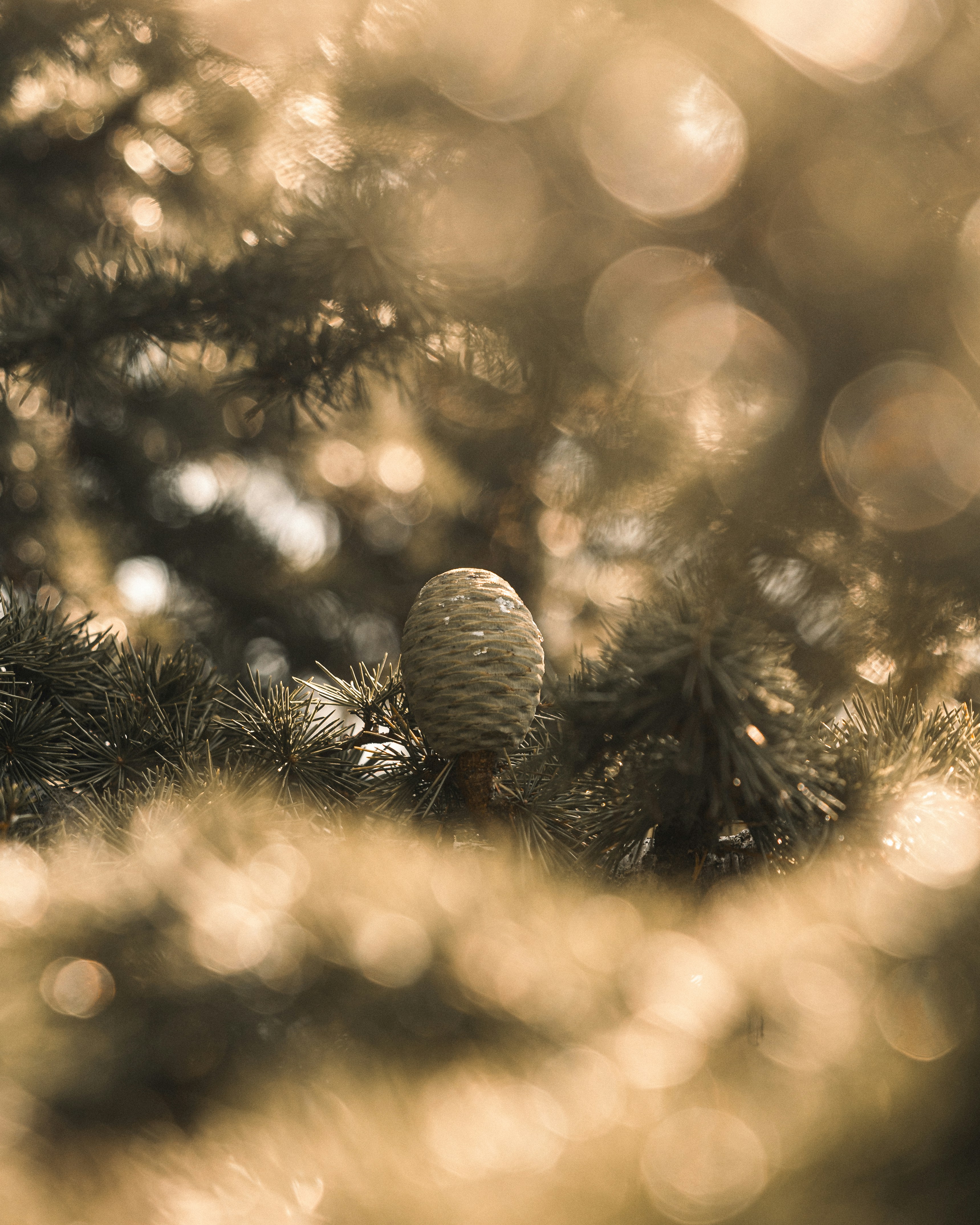 Whispers of Nature: The Pine Cone's Golden Moment