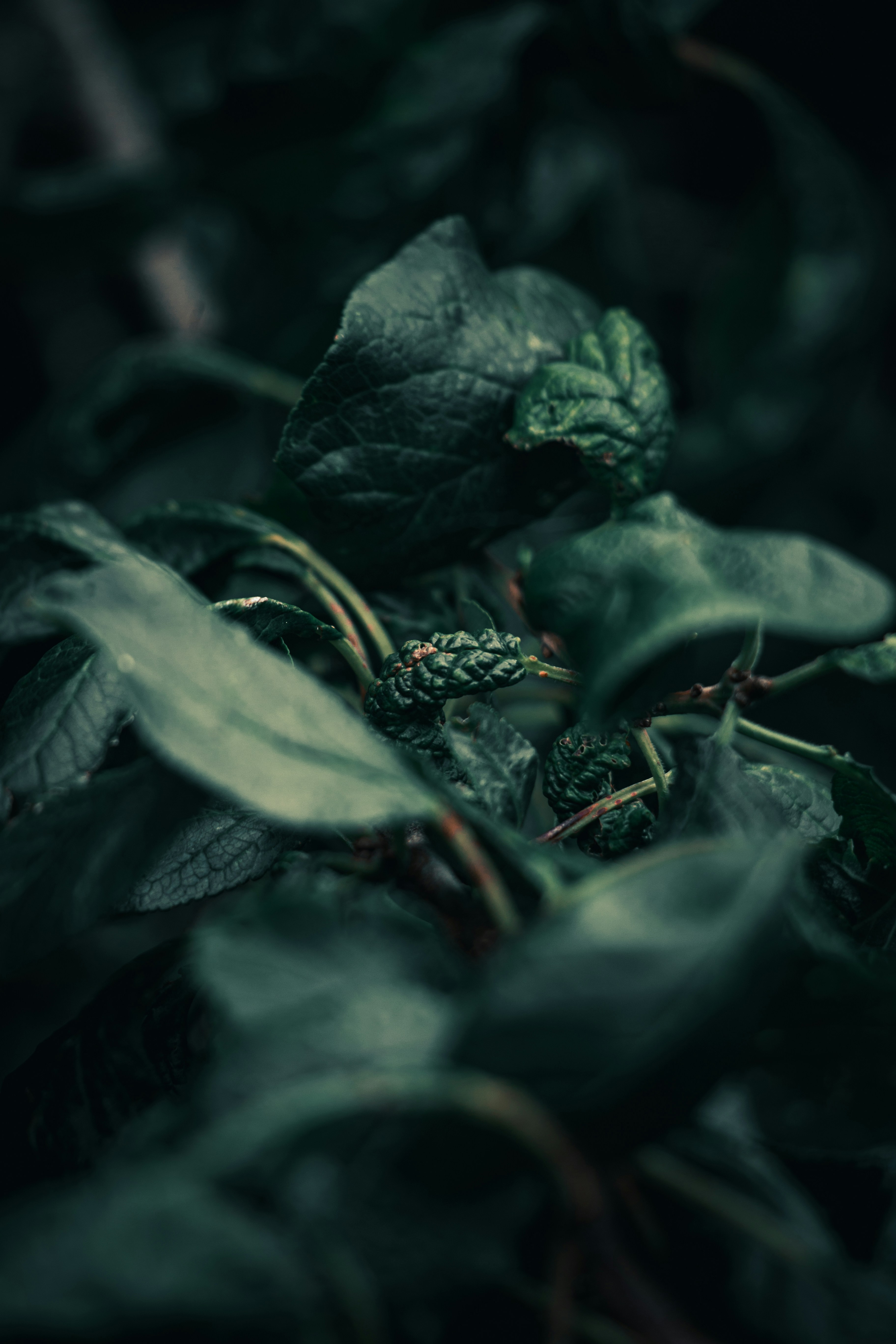 Whispers of the Green Canopy