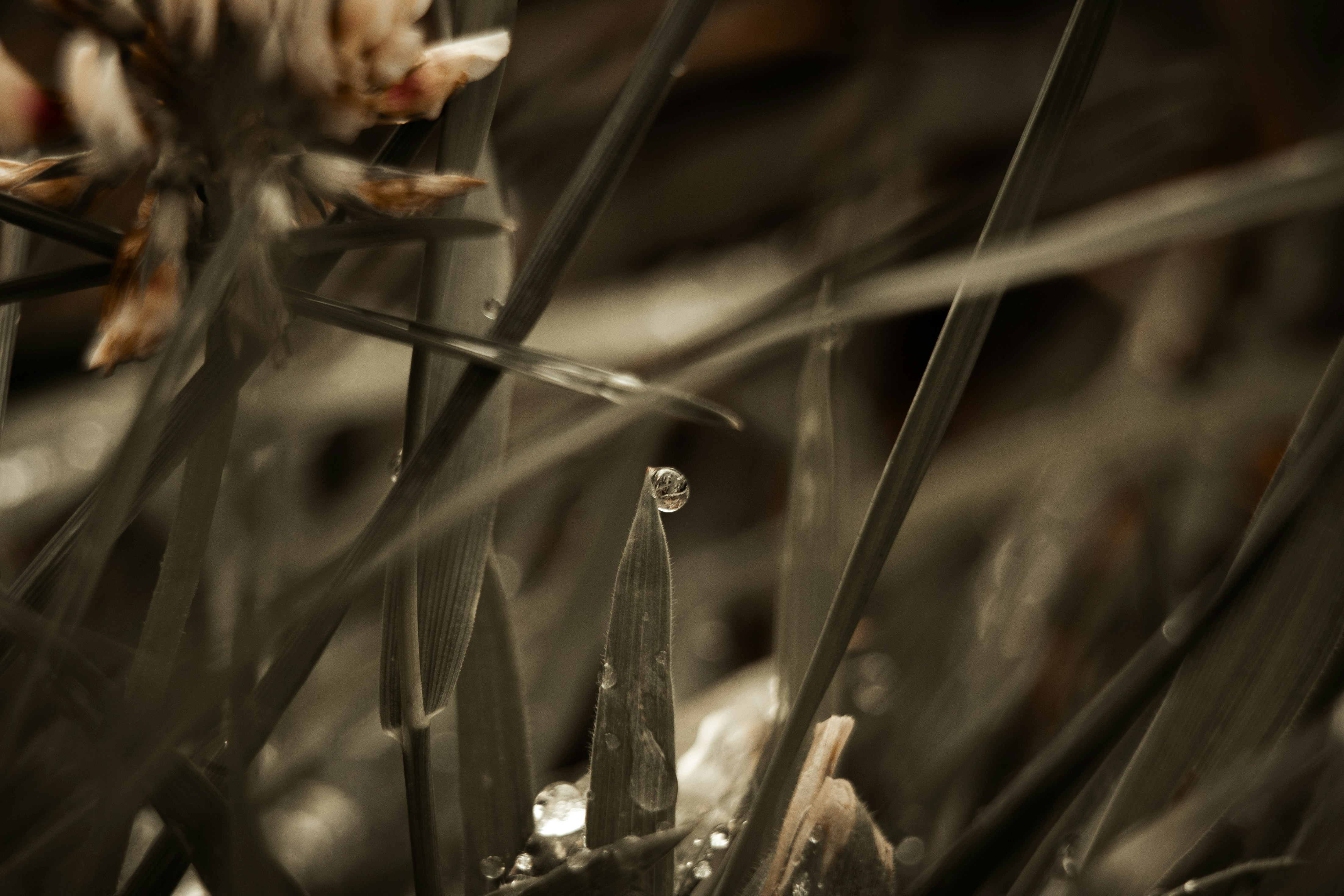 Nature's Crystal: A Drop's Journey