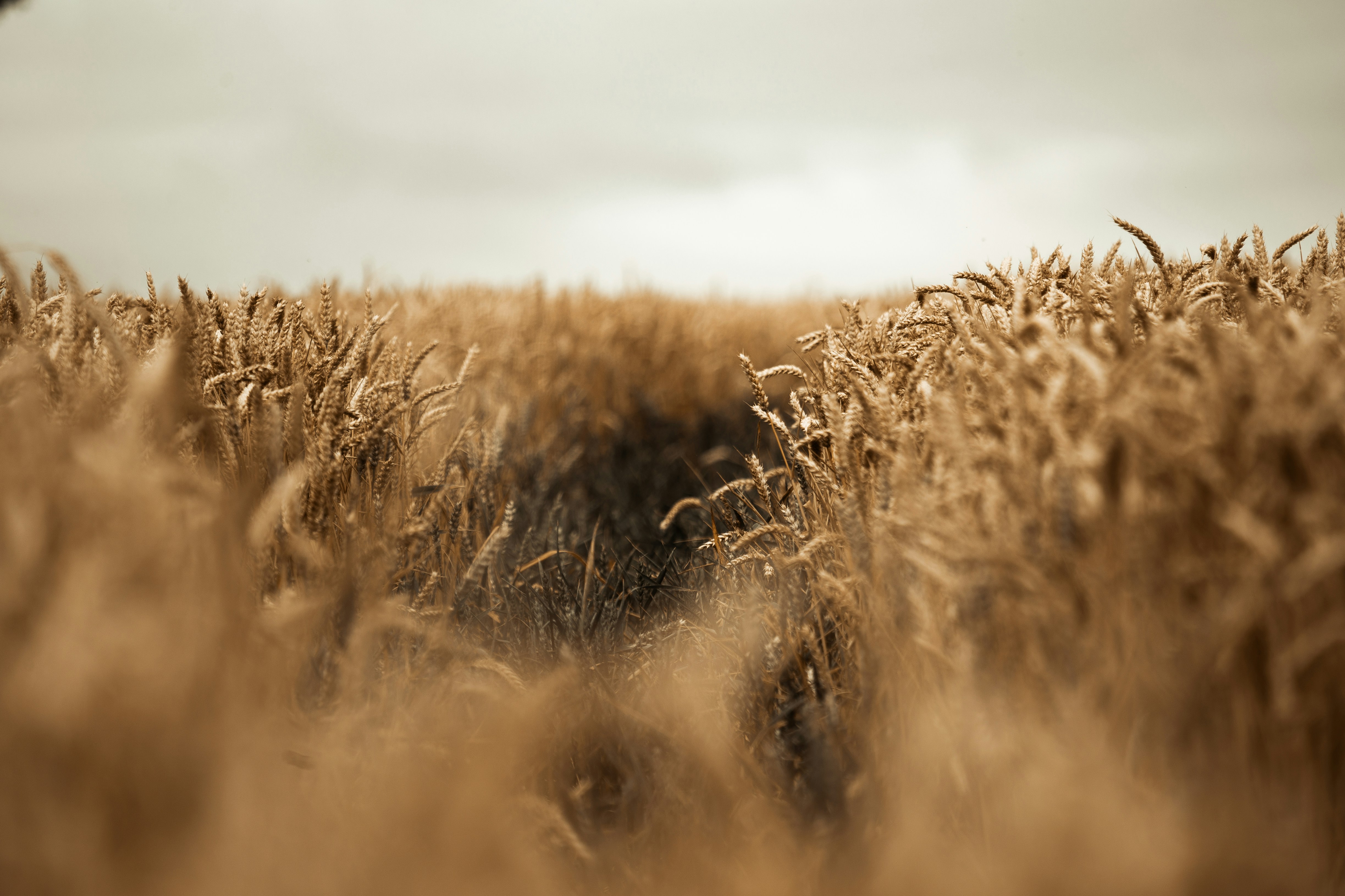 Loved capturing this moment 📸. If you enjoy minimal photography, check out my guide here: https://quietminimalism.etsy.com/listing/4347811015 | Path through a golden wheat field under a cloudy sky
