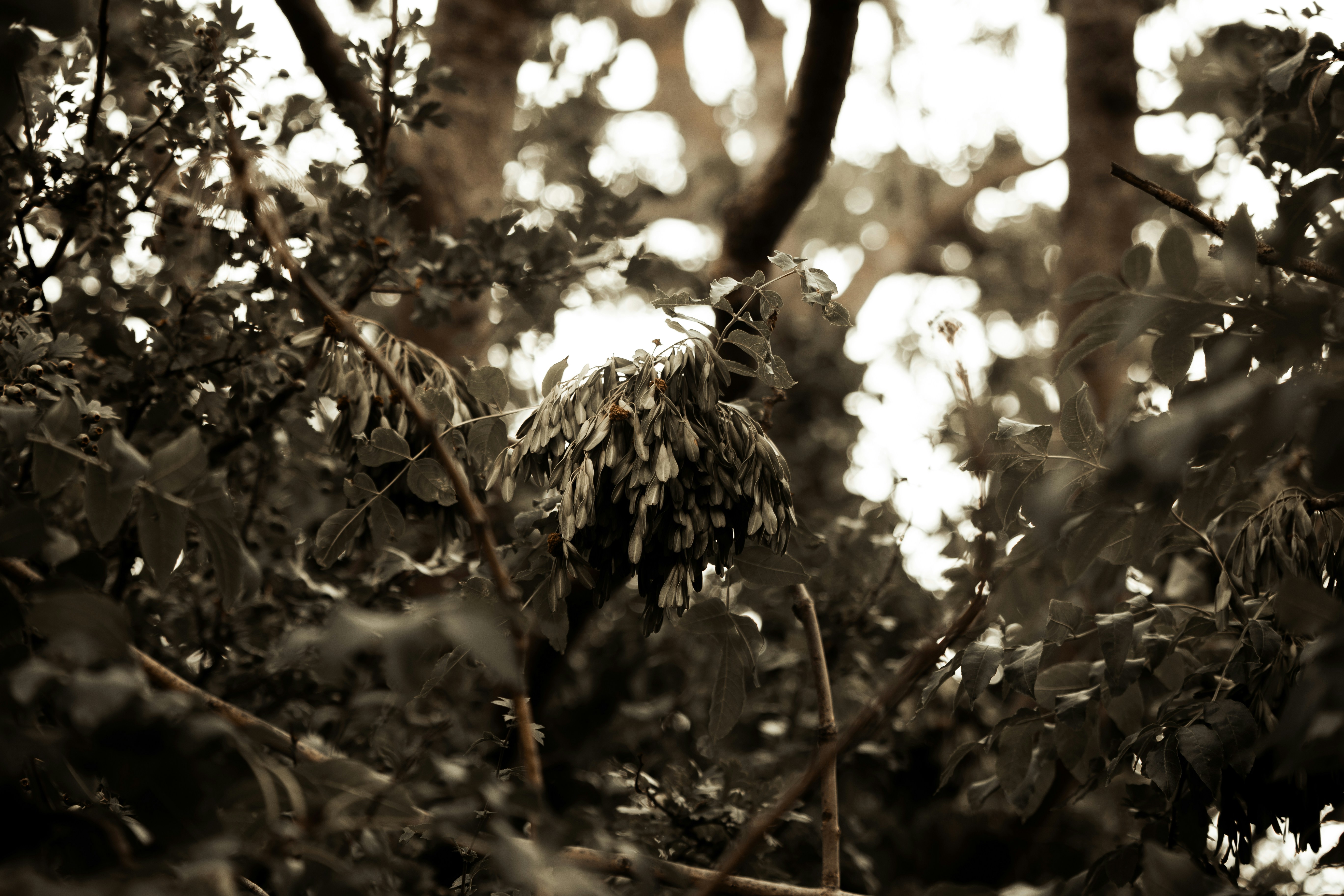 A cluster of leaves nestled among dense foliage, showcasing the intricate textures of nature's undergrowth.