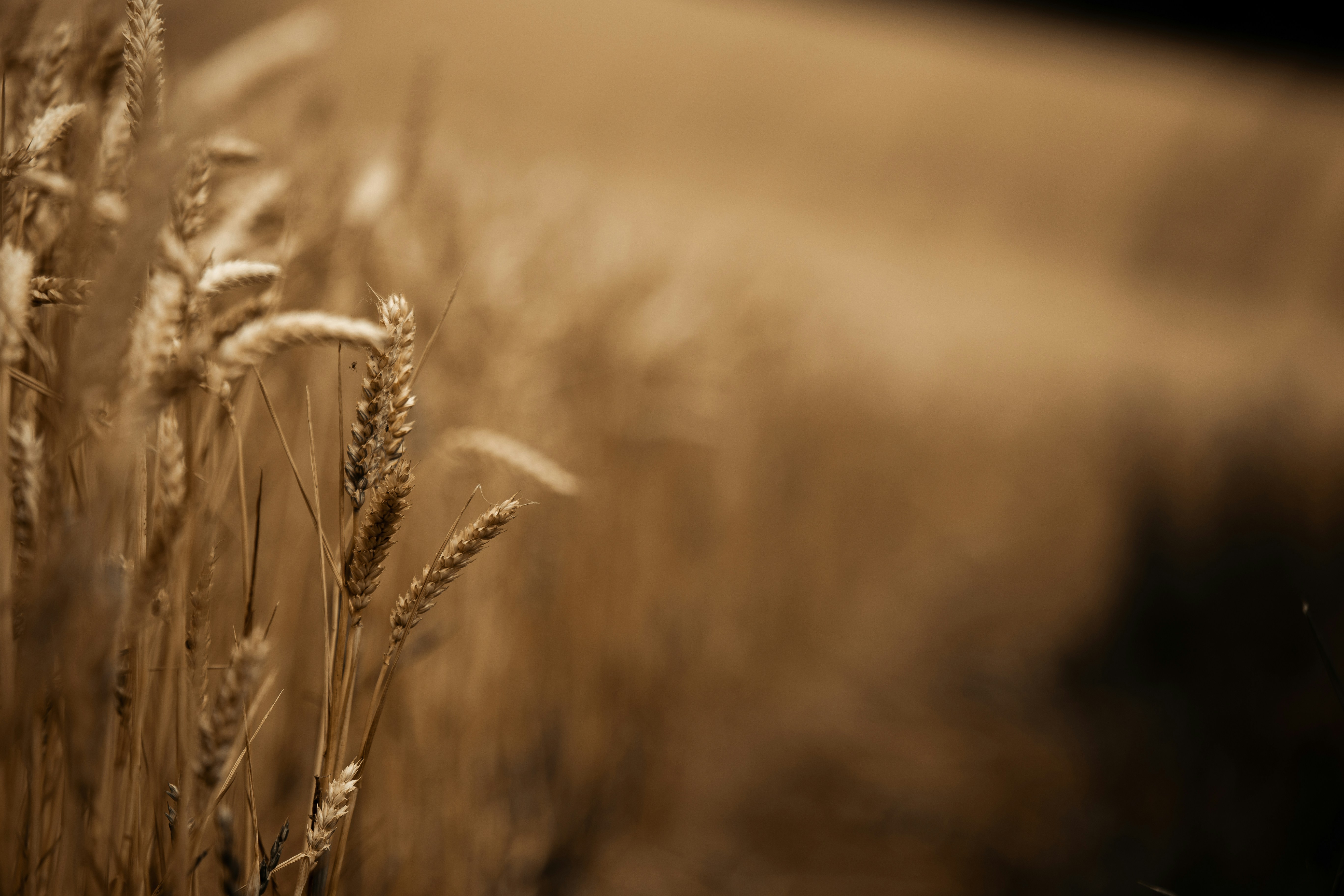 Golden Waves of Grain