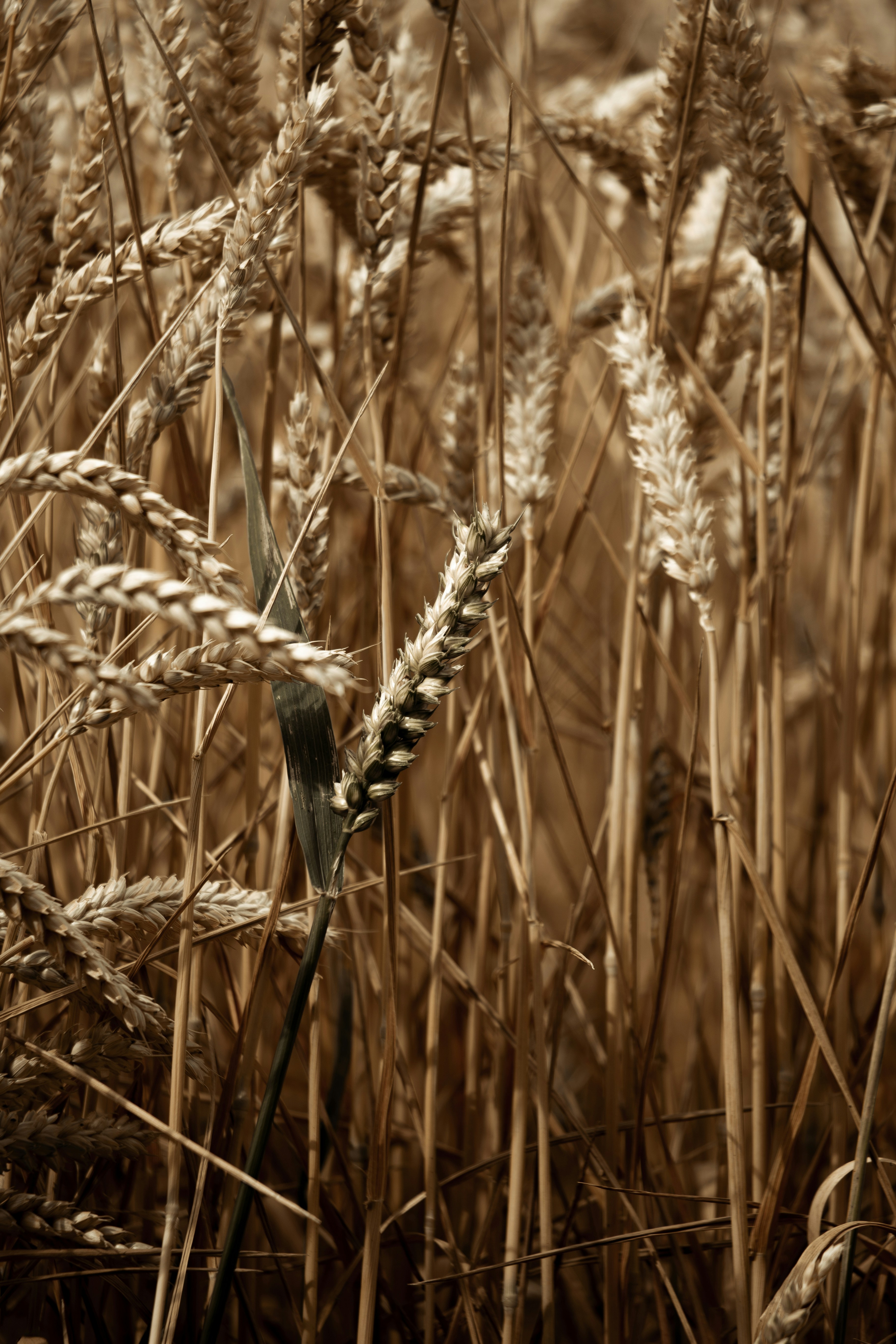 Bronzed Heads: A Quiet Moment Among Wheat Stalks