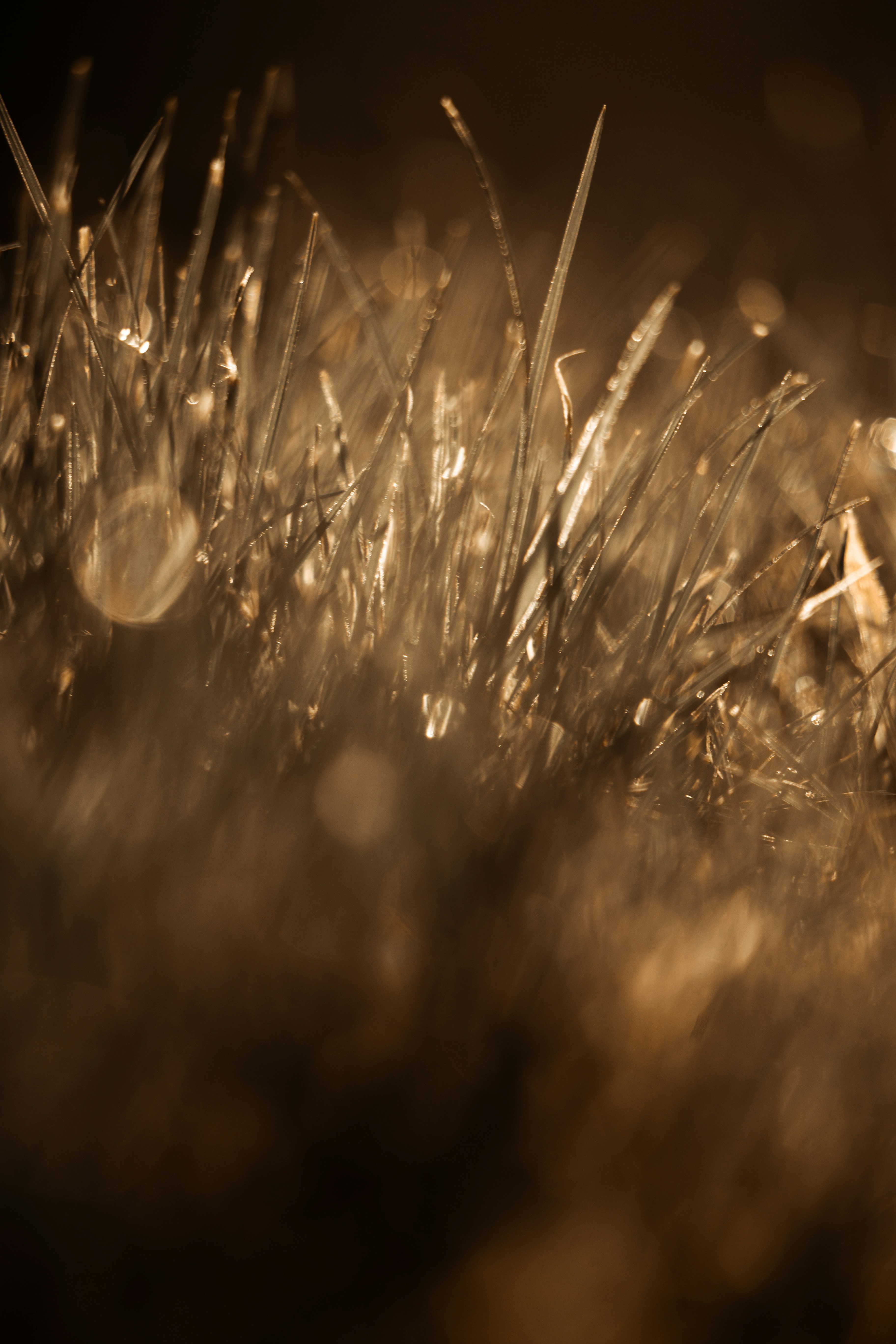 Whispers of Dawn: A Grassland's Embrace