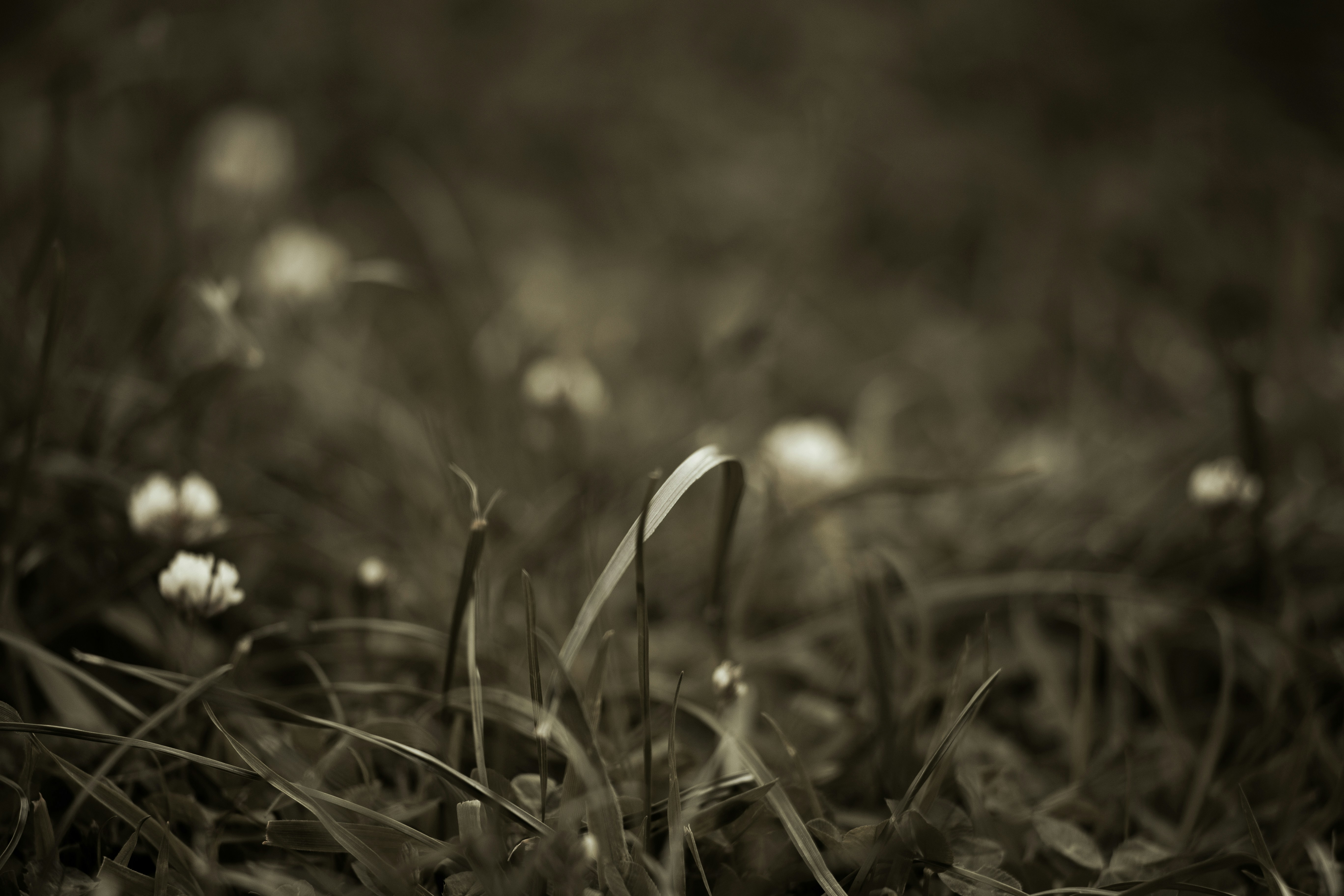 Loved capturing this moment 📸. If you enjoy minimal photography, check out my guide here: https://quietminimalism.etsy.com/listing/4347811015 | Delicate white flowers bloom in lush green grass.